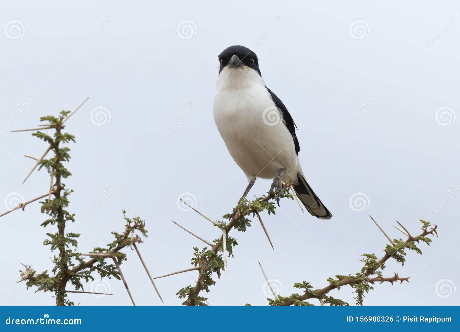Long-tailed Fiscal on Acacia Tree ,Kenya. Stock Photo - Image of animal ...