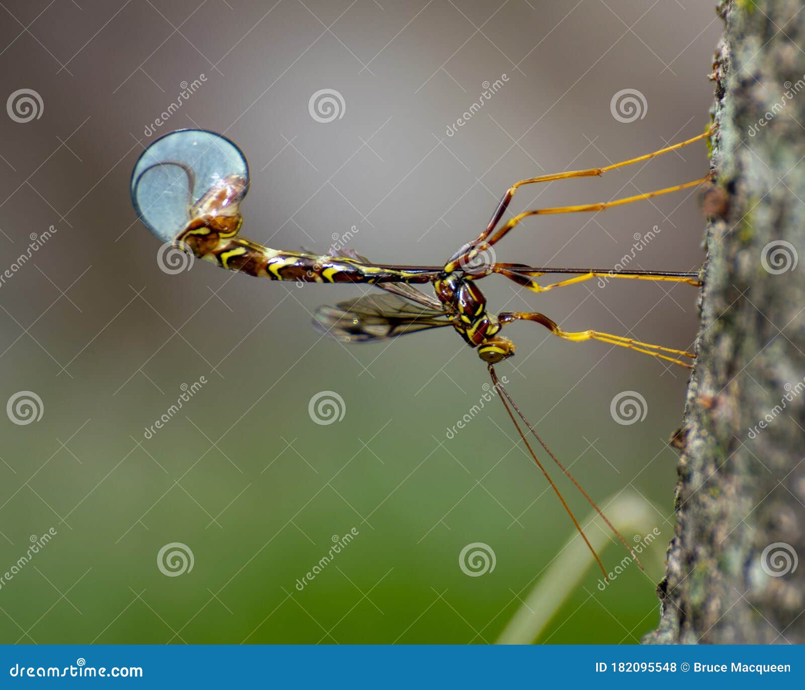 Tailed Giant Ichneumon Wasp Stock Photos - Free & Royalty-Free Stock ...