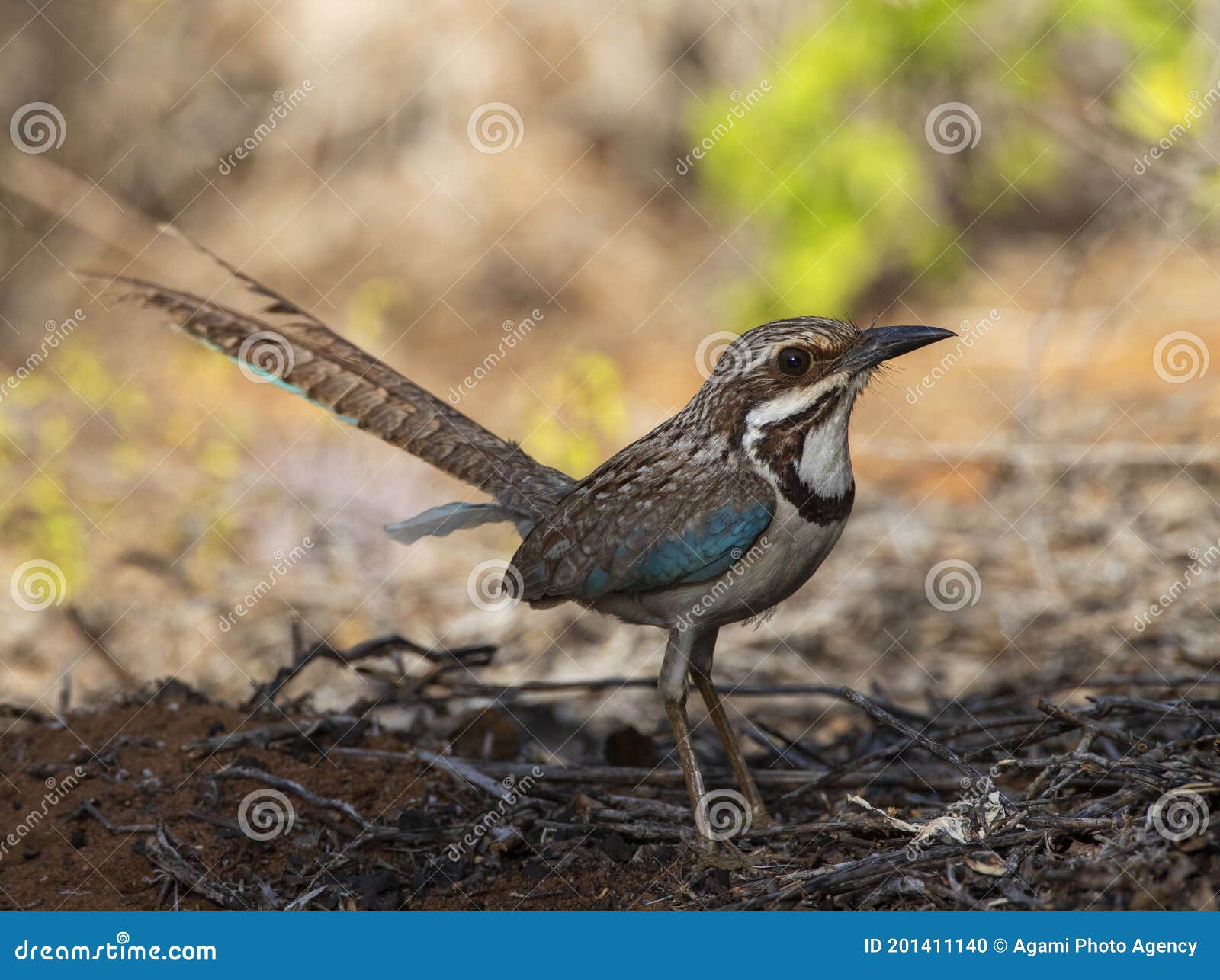 Long-tailed Ground-Roller, Uratelornis Chimaera Stock Photo - Image of ... Long-tailed Ground-Roller, Uratelornis Chimaera Stock Photo - Image of ...