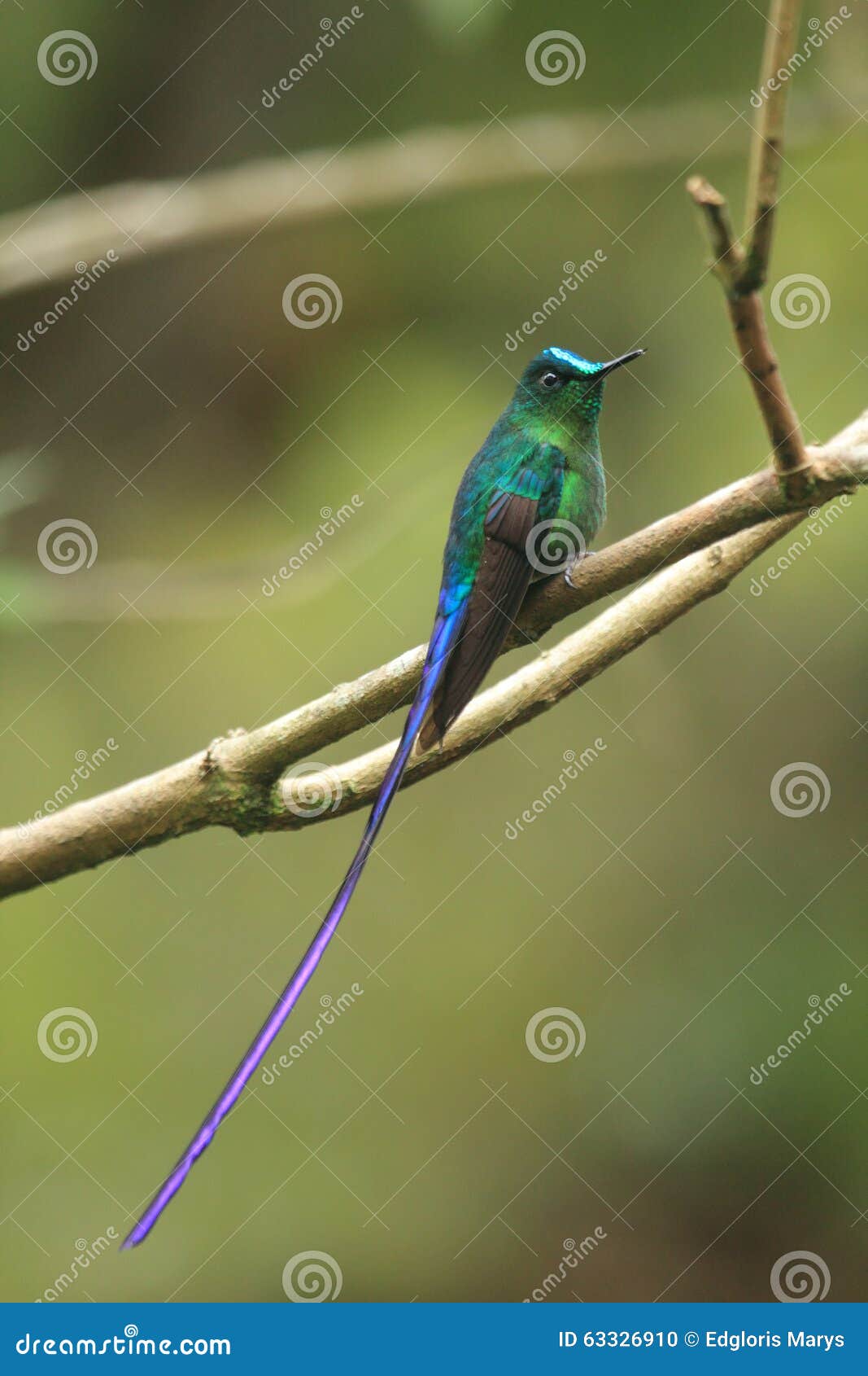Long Tailed Hummingbird Stock Images - Download 113 Royalty Free Photos