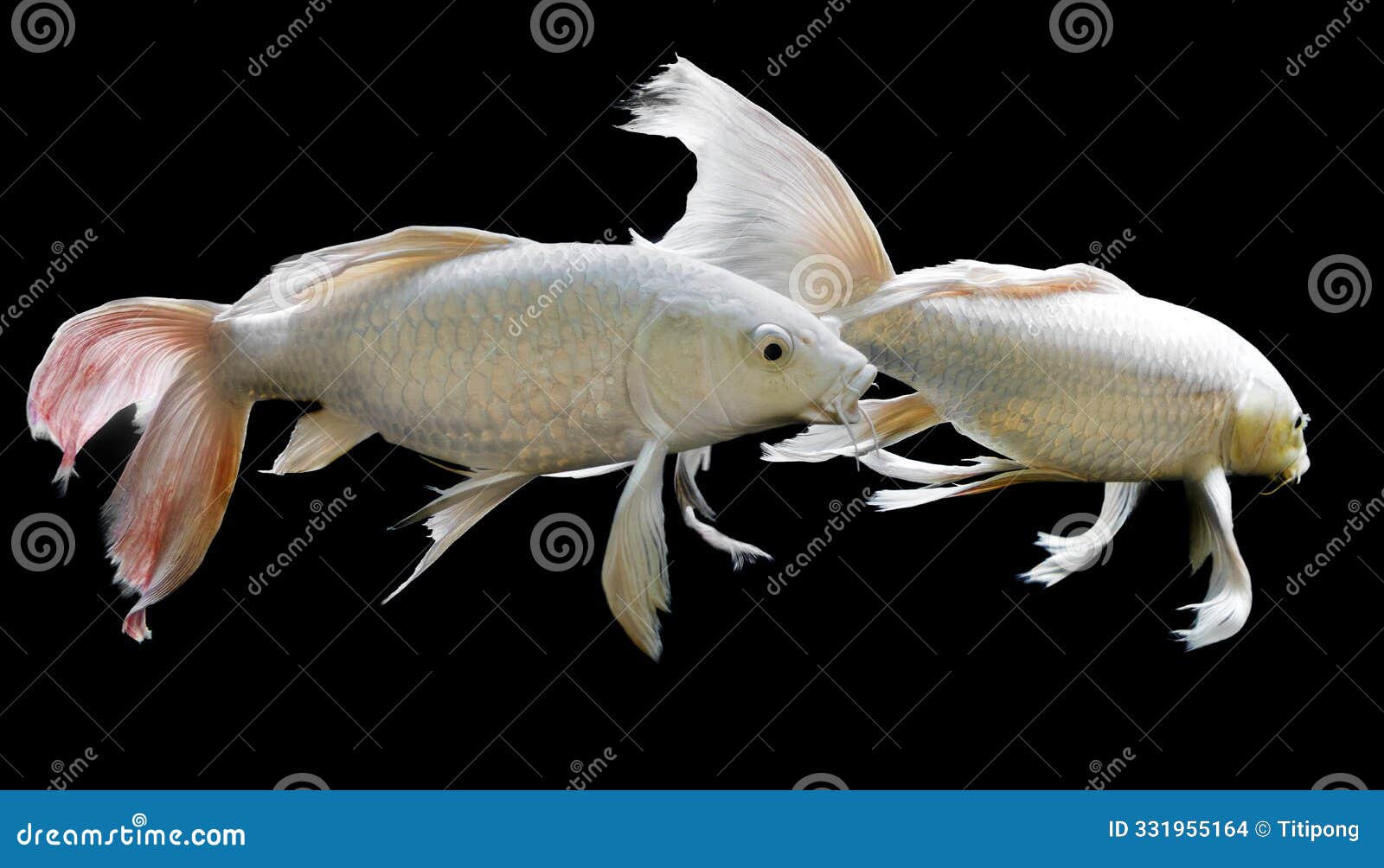 Long-tailed Koi Fish or Butterfly - Has a Long Tail that Resembles a ...