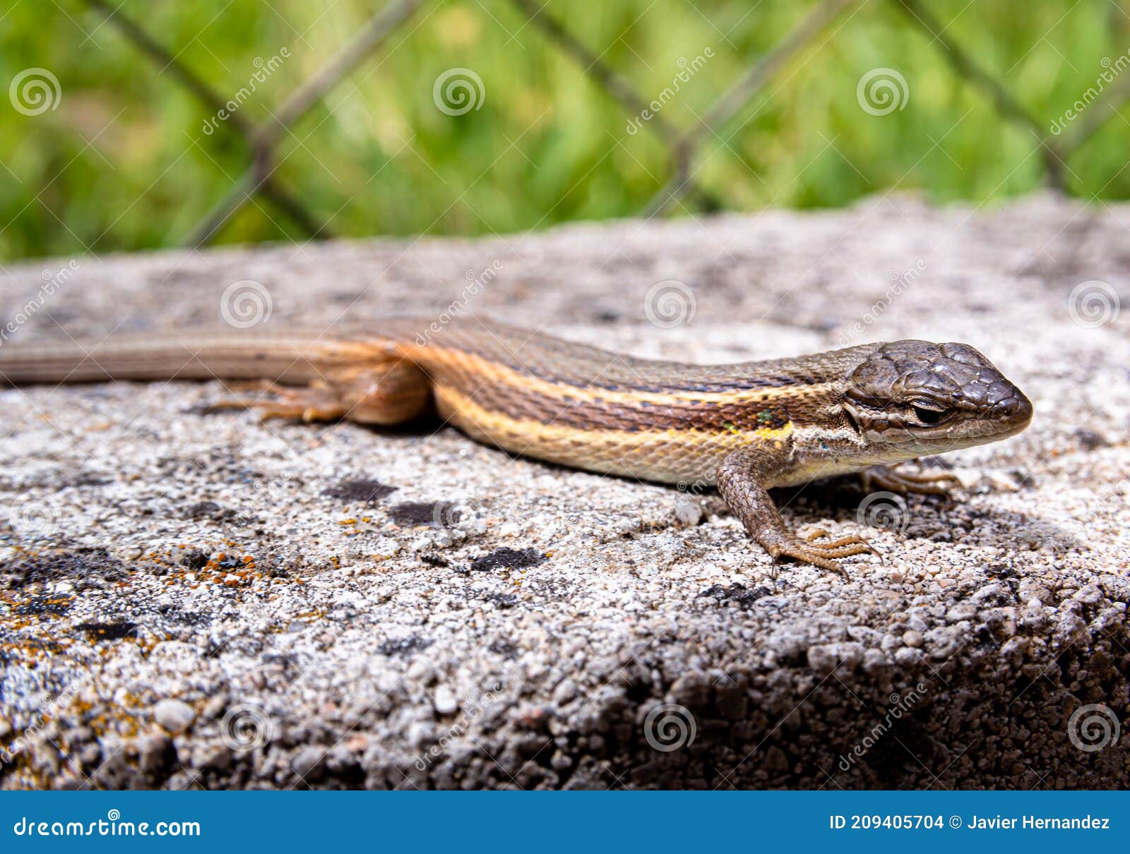 Long-tailed Lizard from Above Stock Photo - Image of tailed, spain ...