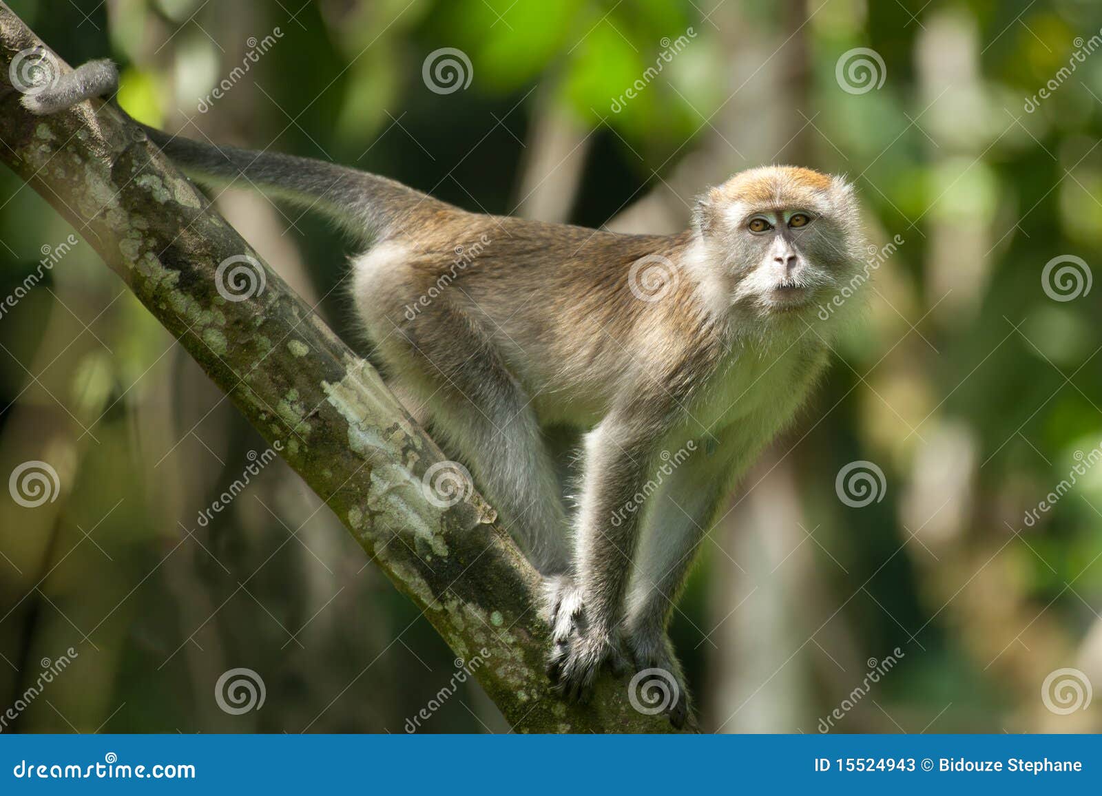 Long tailed macaque stock image. Image of forest, jungle - 15524943