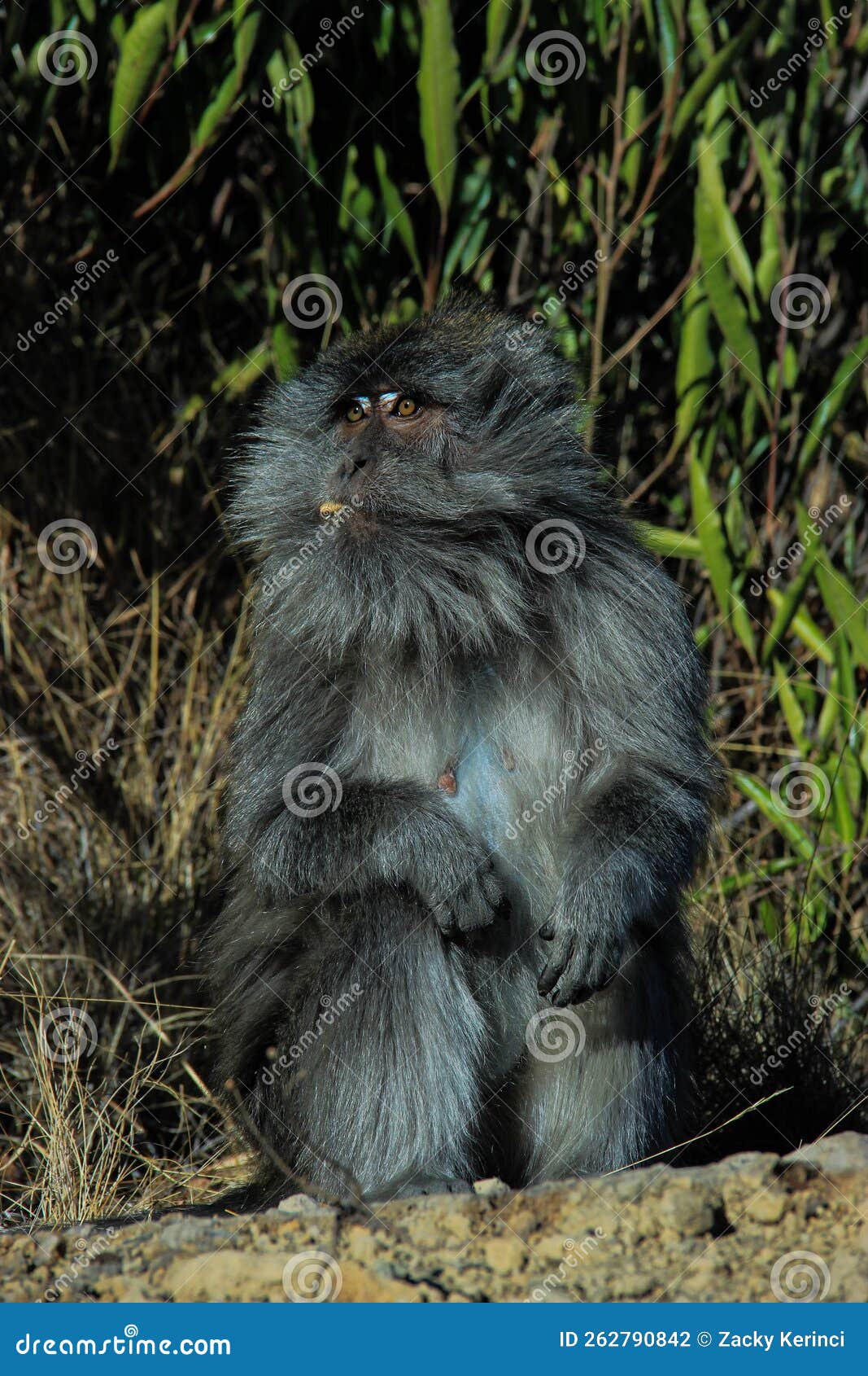 Long tailed macaque stock photo. Image of macaque, tailed - 262790842