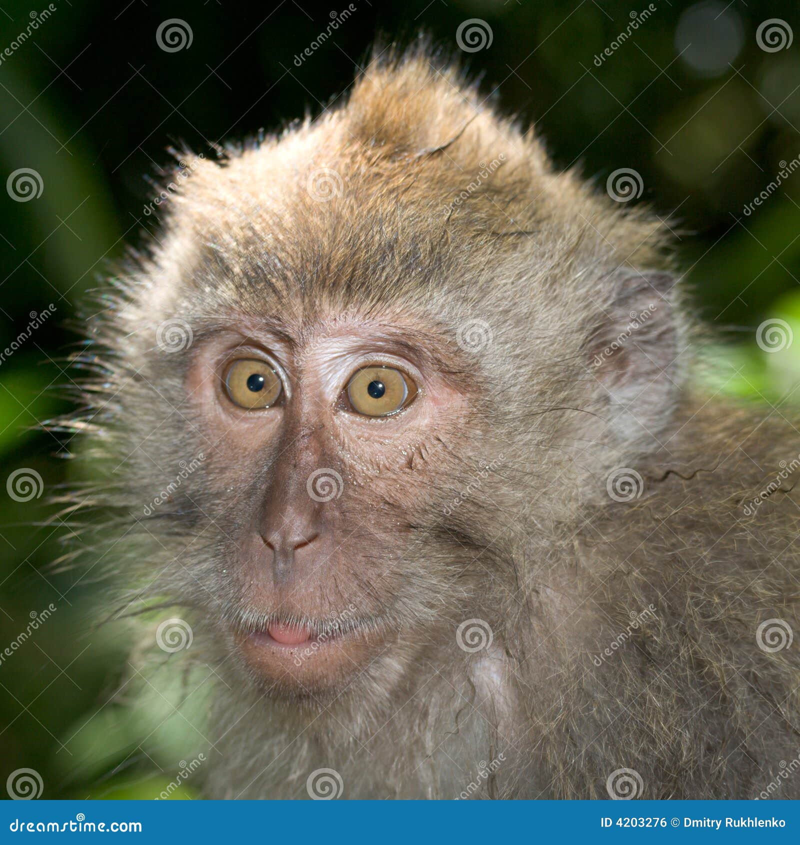 Long tailed macaque stock photo. Image of simian, primate - 4203276