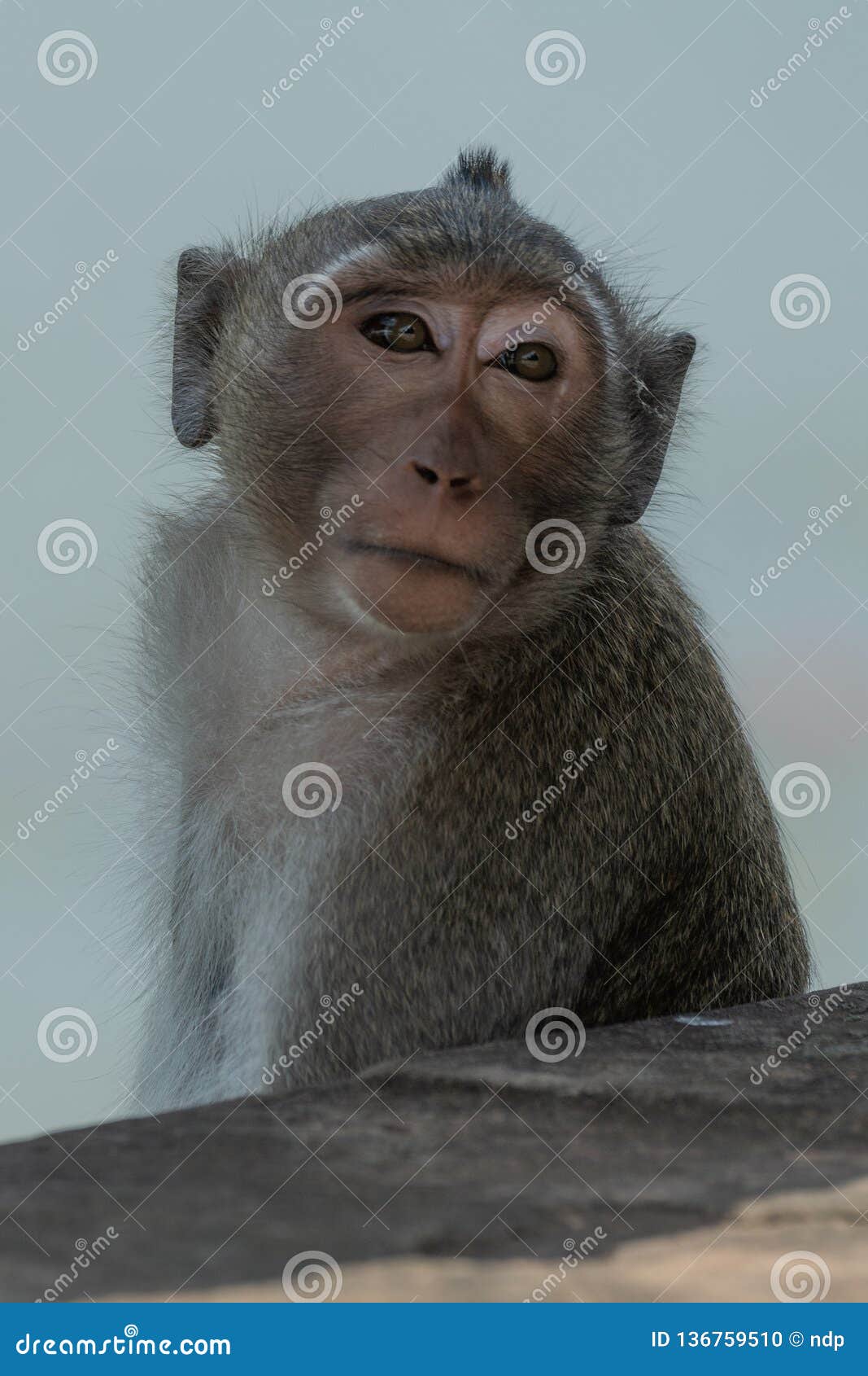 Long-tailed Macaque Behind Stone Wall Turning Head Stock Photo - Image ...