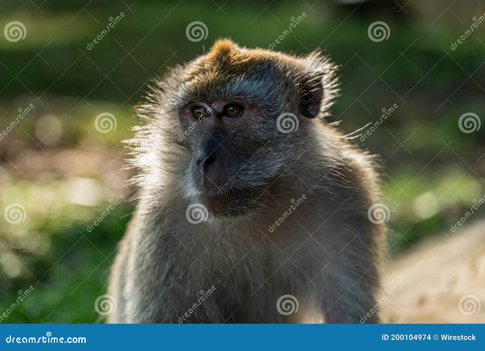 Long-tailed Macaque Close Up Portrait. Intense Looking Monkey Stock ...
