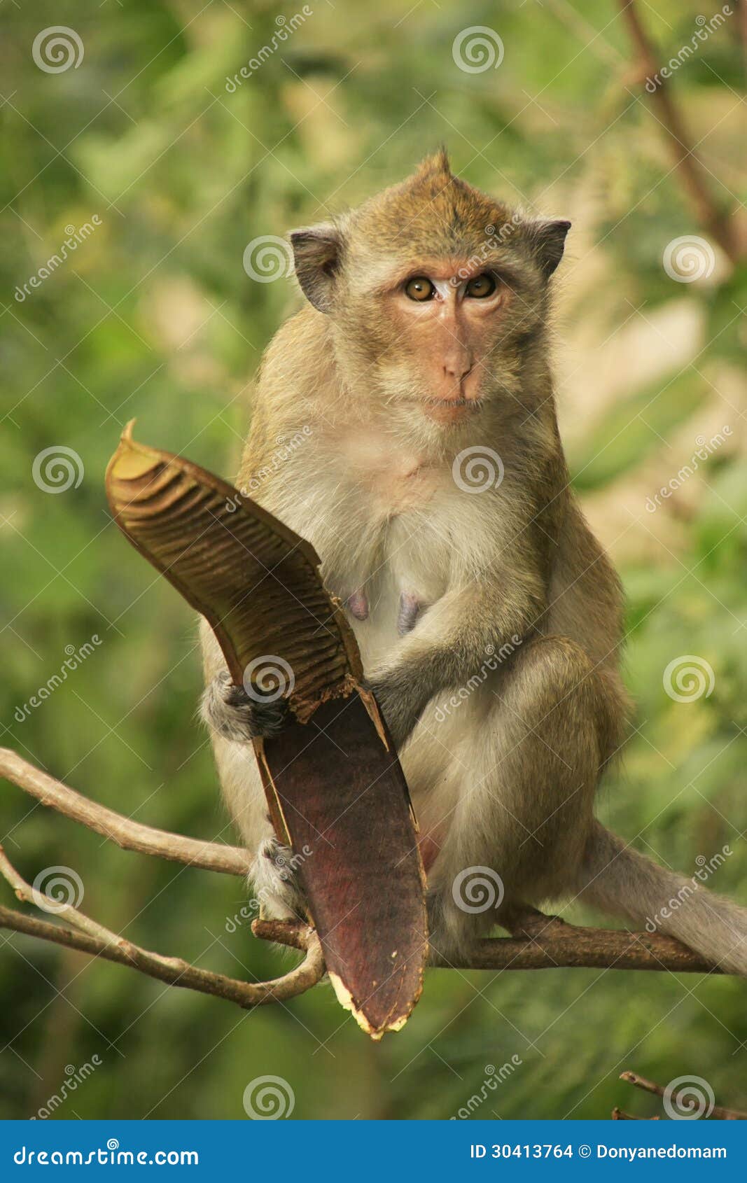 Long-tailed macaque eating stock photo. Image of fascicularis - 30413764