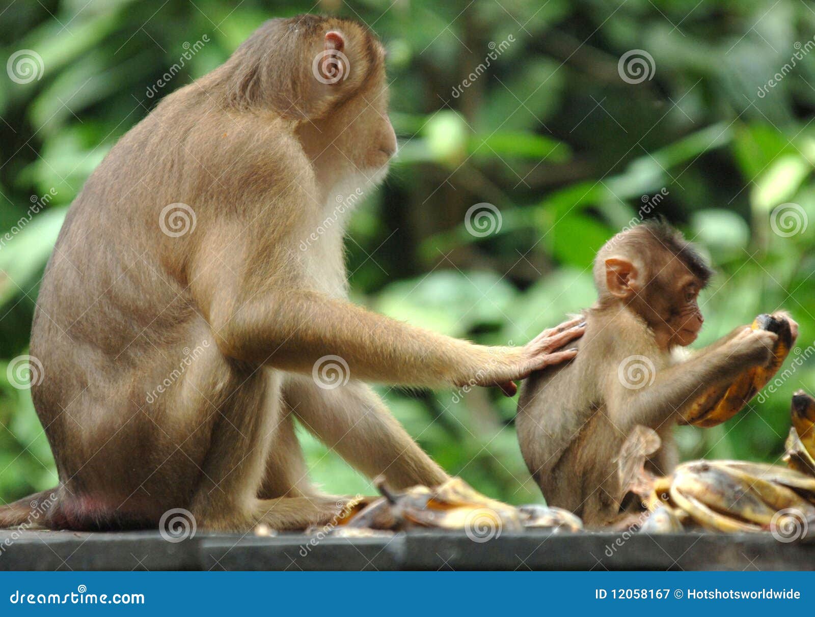 Long Tailed Macaque Female Adult with Baby, Borneo Stock Image - Image ...