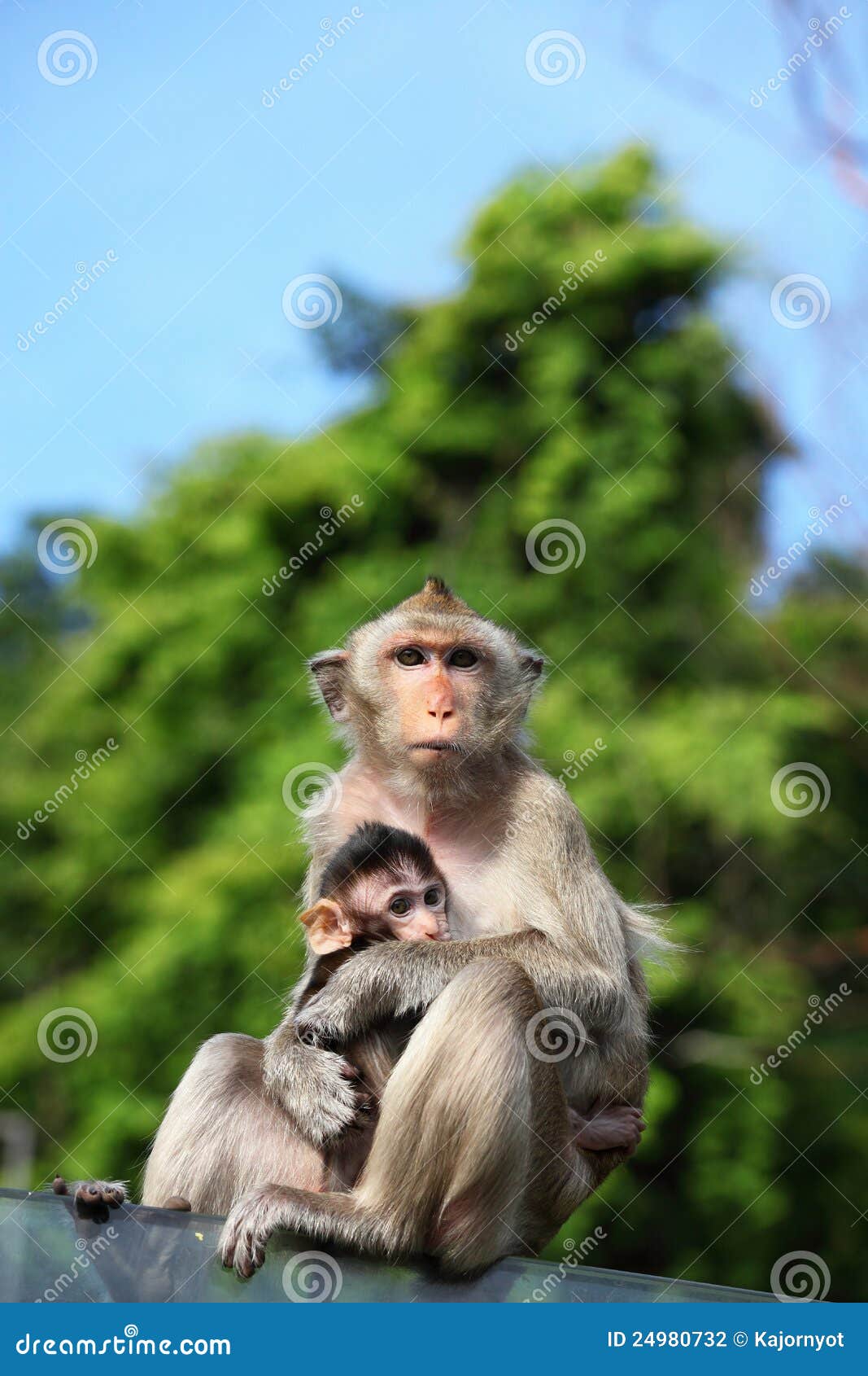Long-Tailed Macaque with Her Sweet Baby. Stock Photo - Image of face ...