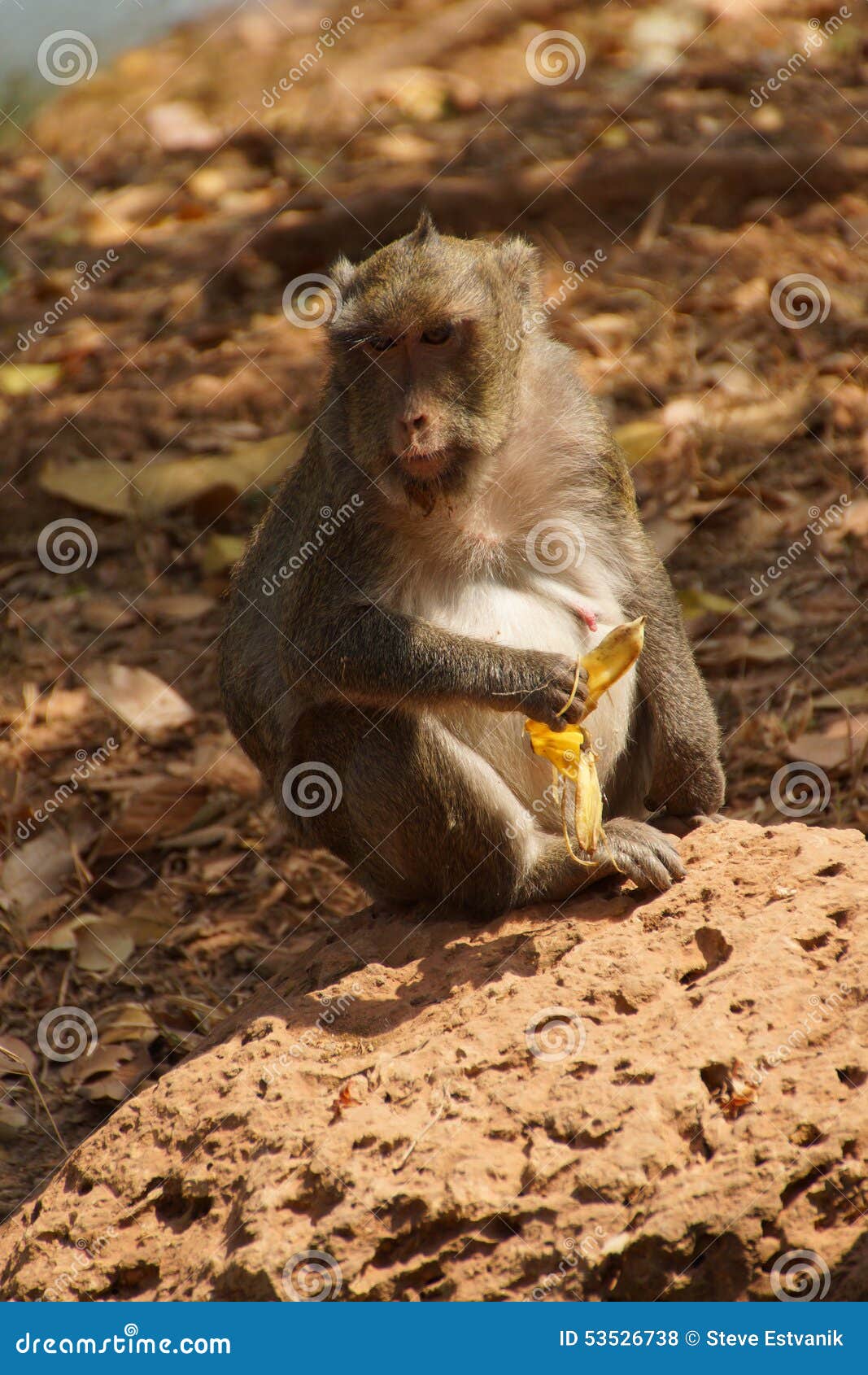 Long tailed macaque stock photo. Image of tailed, primate - 53526738