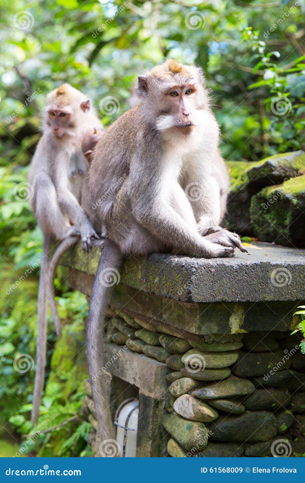 Long-tailed Macaque (Macaca Fascicularis) in Sacred Monkey Fores Stock ...