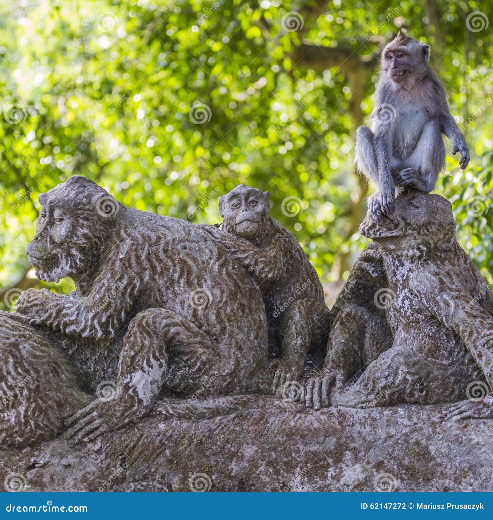 Long-tailed Macaque (Macaca Fascicularis) in Sacred Monkey Forest Stock ...