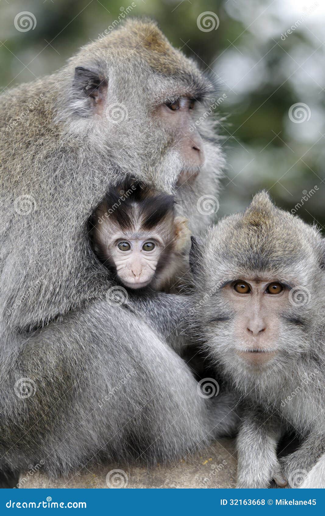 Long-tailed Macaque, Macaca Fascicularis Stock Photo - Image of asia ...