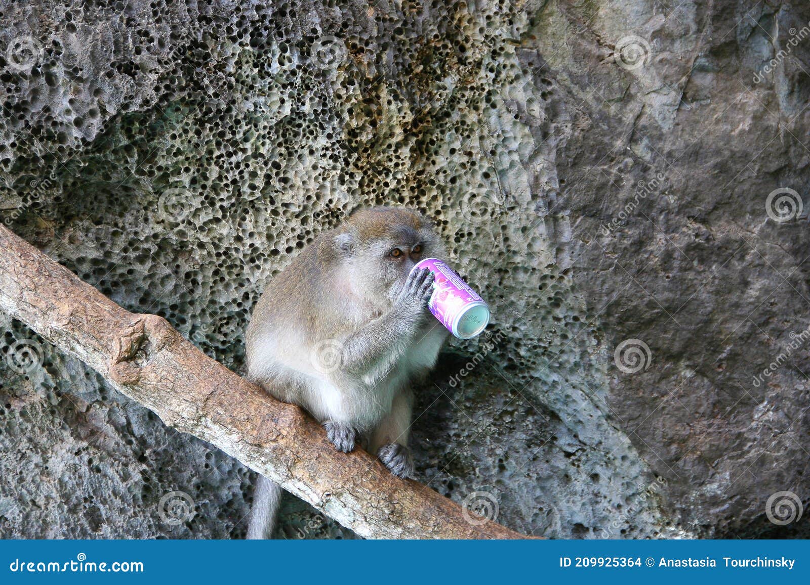 Long-tailed Macaque Macaca Monkey Drinking Soda on Rock Editorial Stock ...