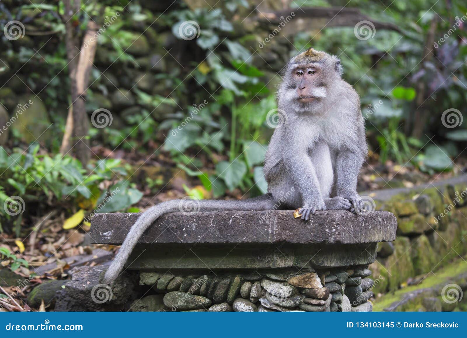 Long Tailed Macaque Monkey, Bali,Indonesia Stock Image - Image of ...