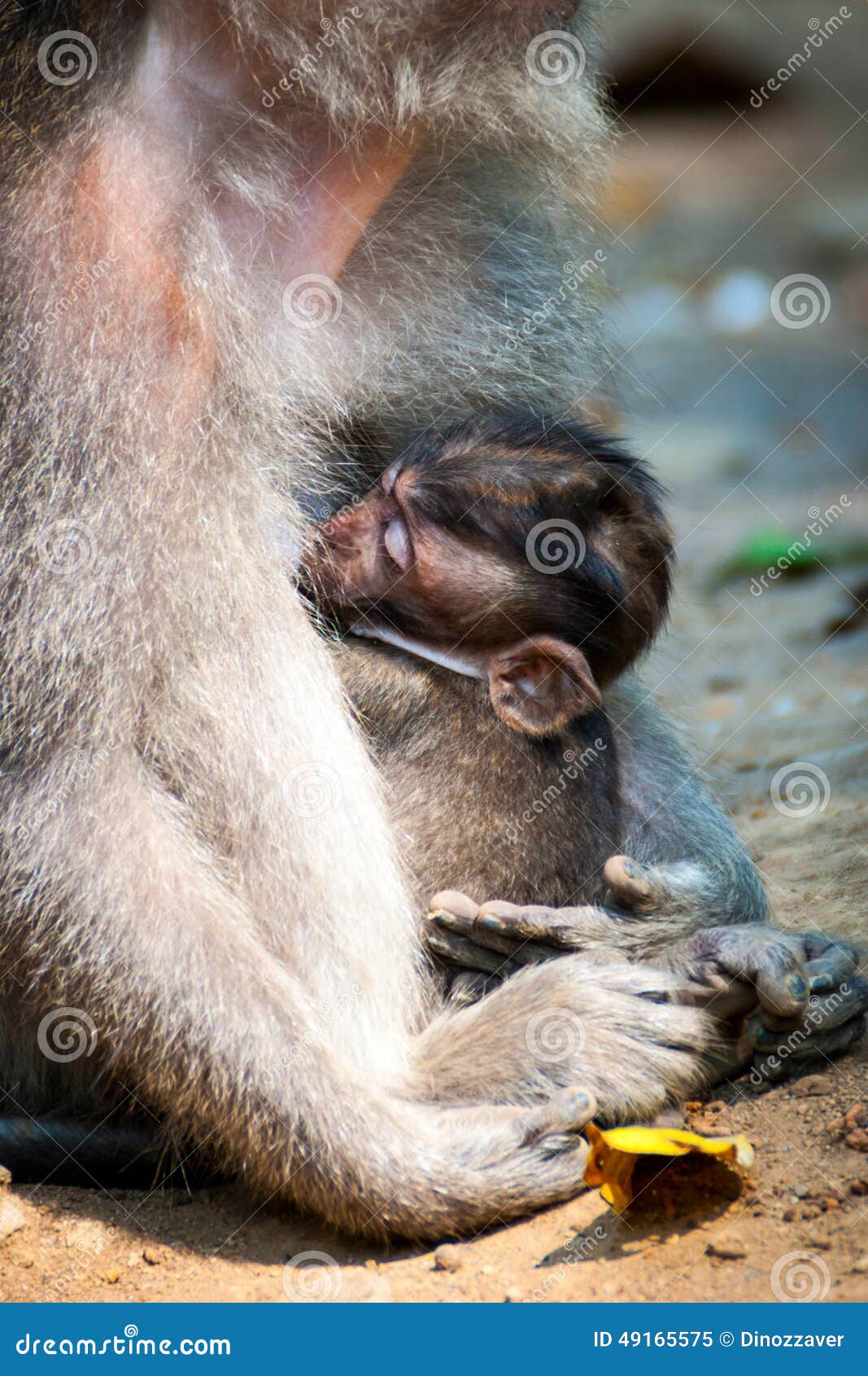 Long-tailed Macaque Monkey Breastfeeding Its Baby Stock Image - Image ...