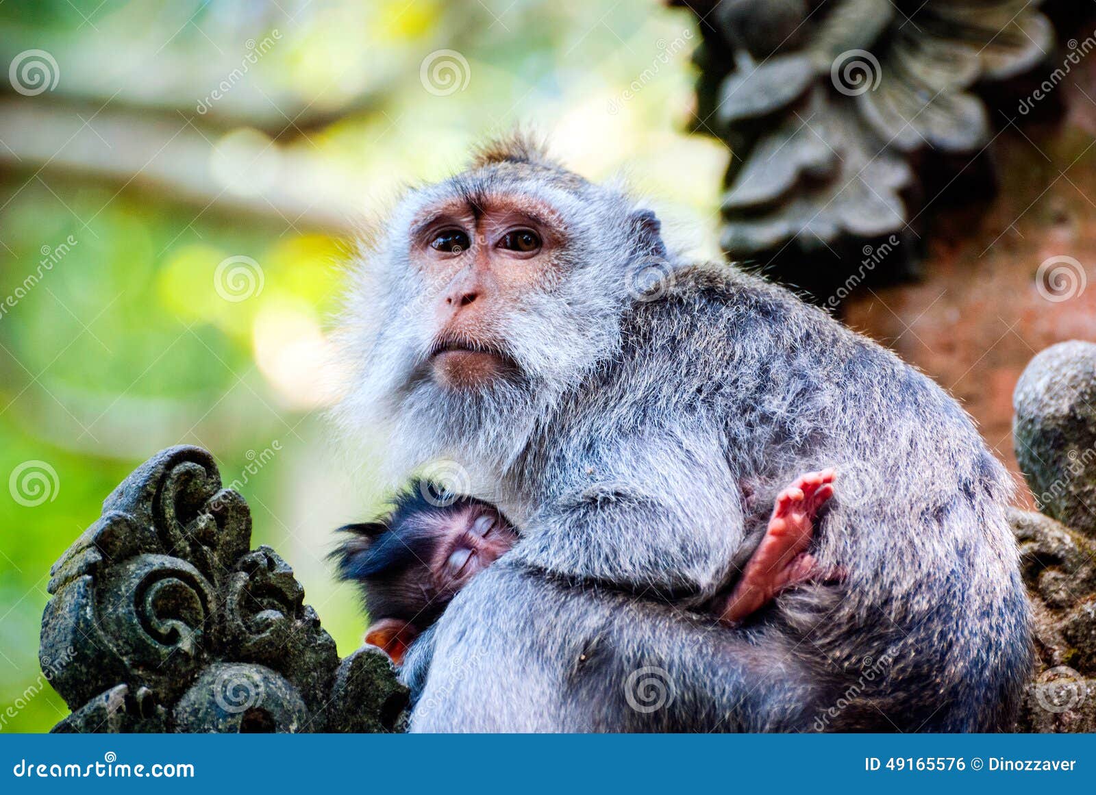 Long-tailed Macaque Monkey Breastfeeding Its Baby Stock Photo - Image ...