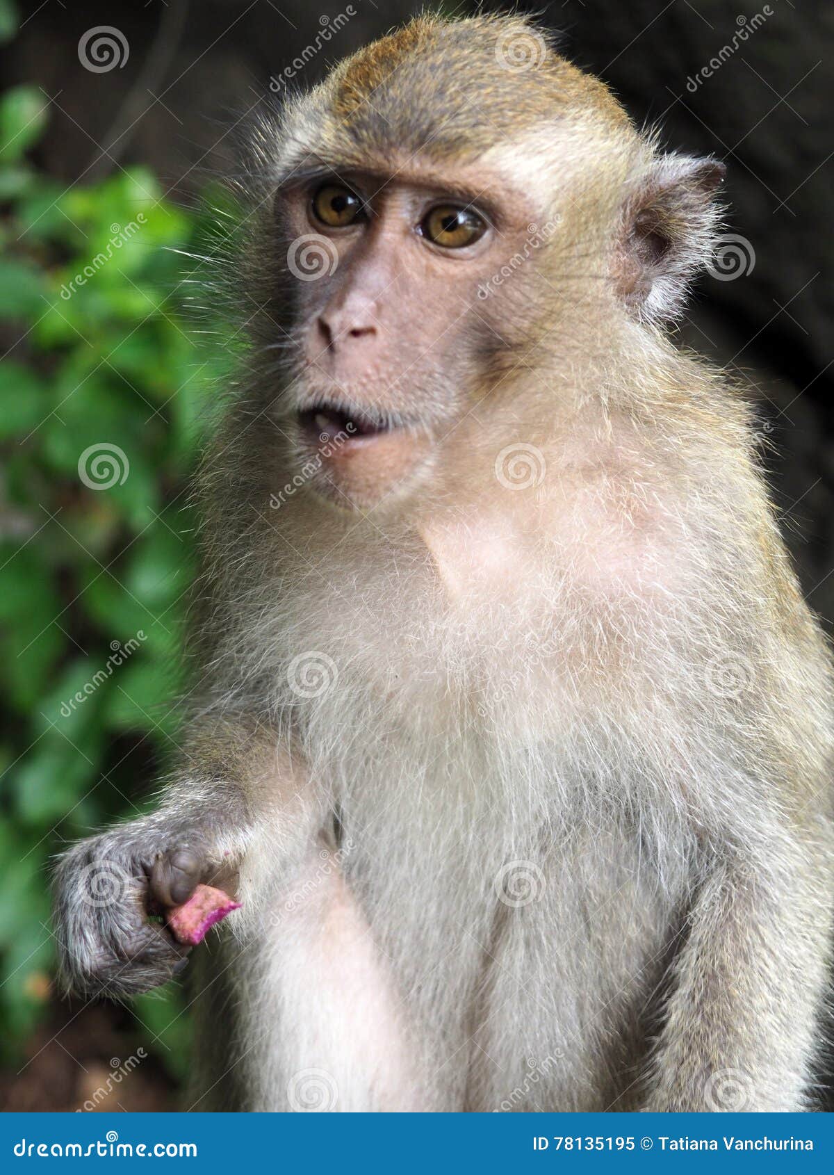 Long tailed Macaque monkey stock image. Image of hair - 78135195