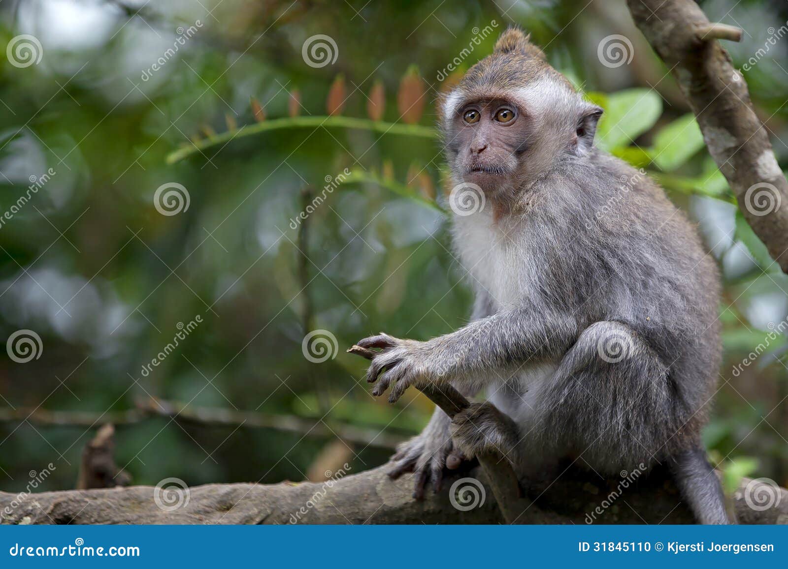 Long-tailed Macaque Monkey stock photo. Image of wildlife - 31845110