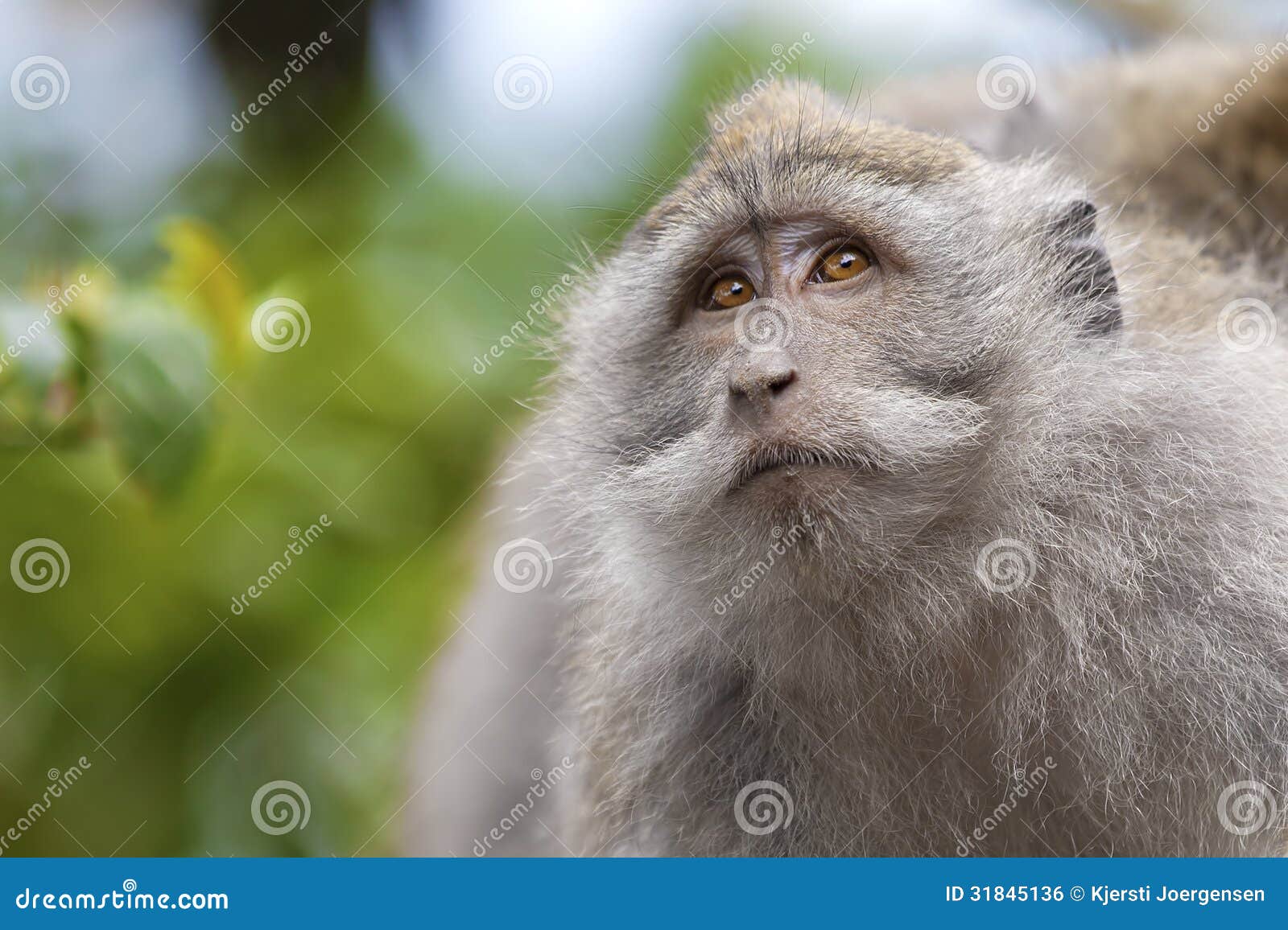 Long-tailed Macaque Monkey stock photo. Image of cute - 31845136