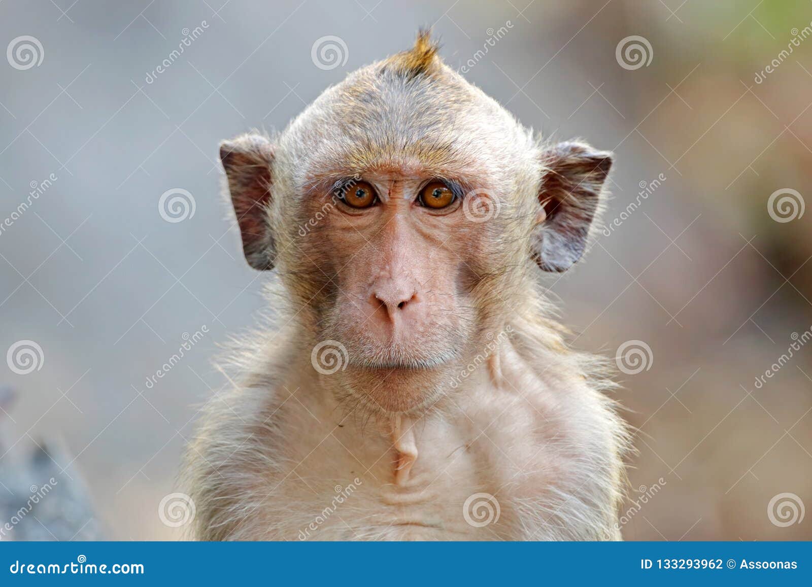 Long-tailed Macaque Macaca Fascicularis Monkey Looking Forward Stock ...