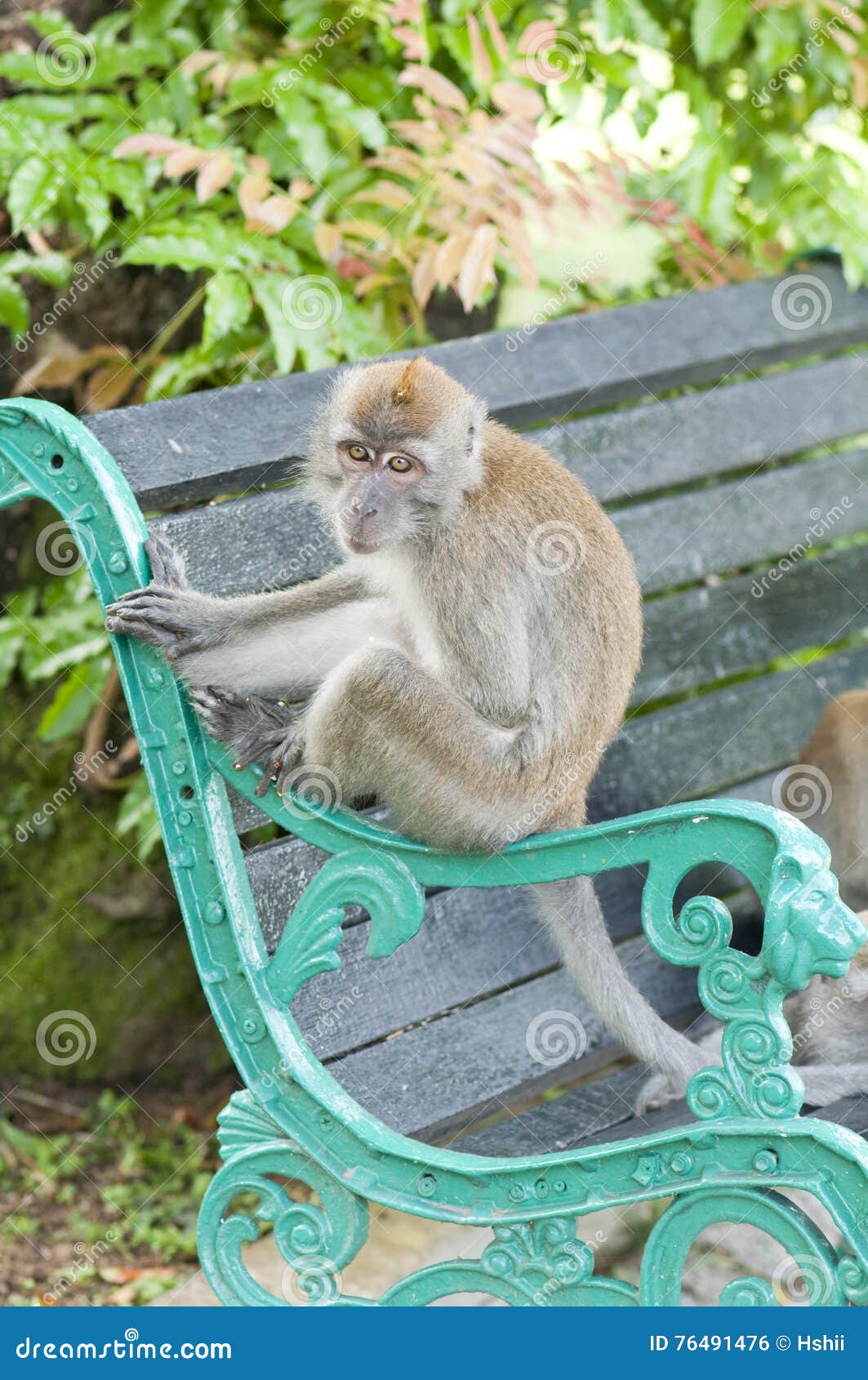 Long tailed macaque monkey stock photo. Image of asia - 76491476