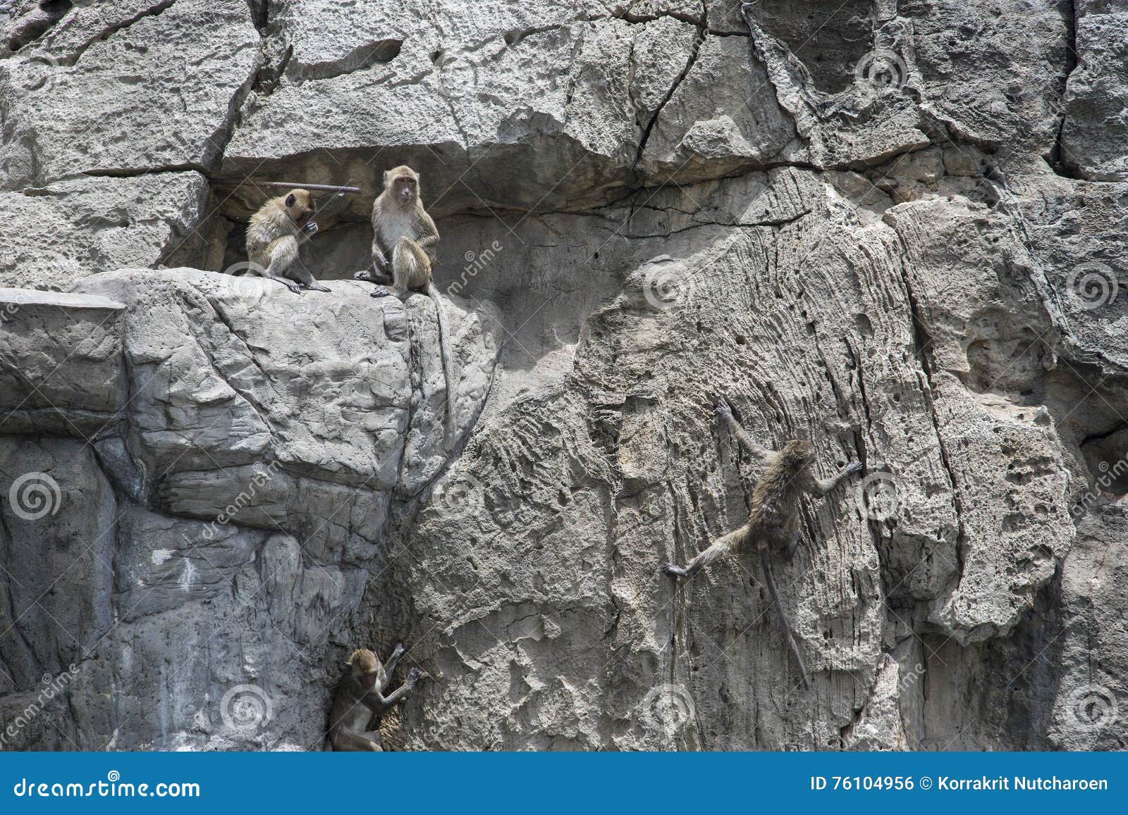 Long Tailed Macaque,monkeys Climbing and Sit on a Rock Mountain Stock ...