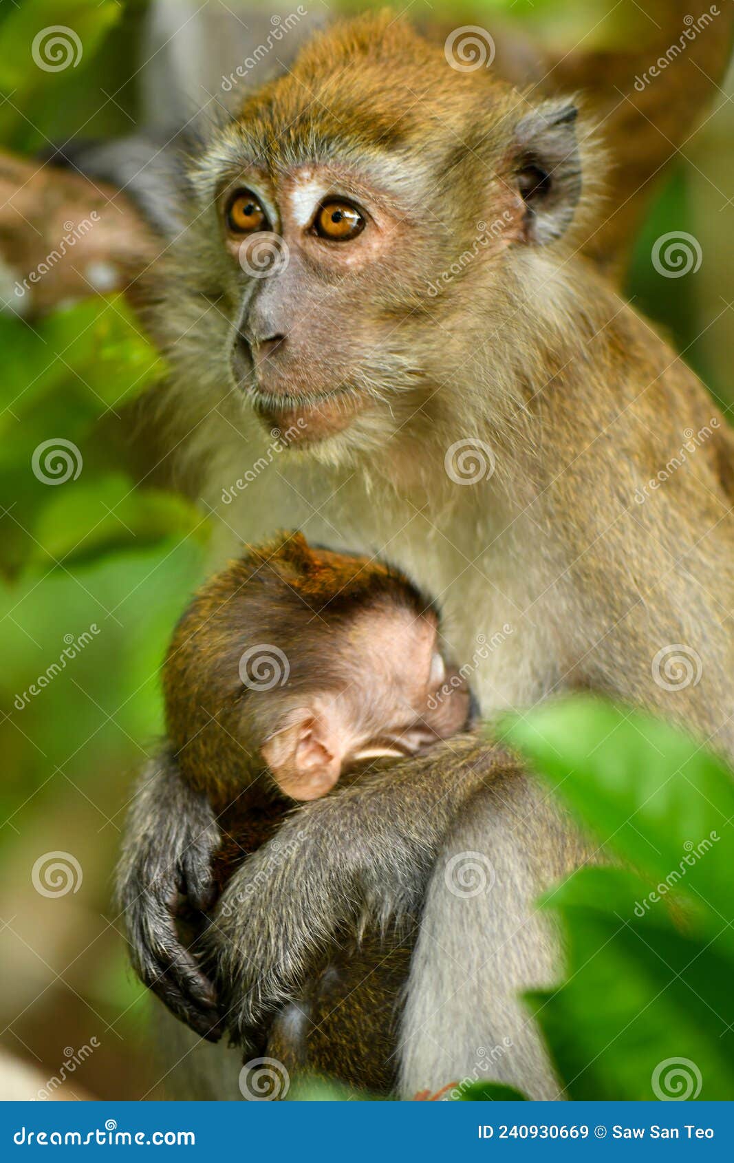 Long Tailed Macaque Playing on Trees Stock Image - Image of creature ...