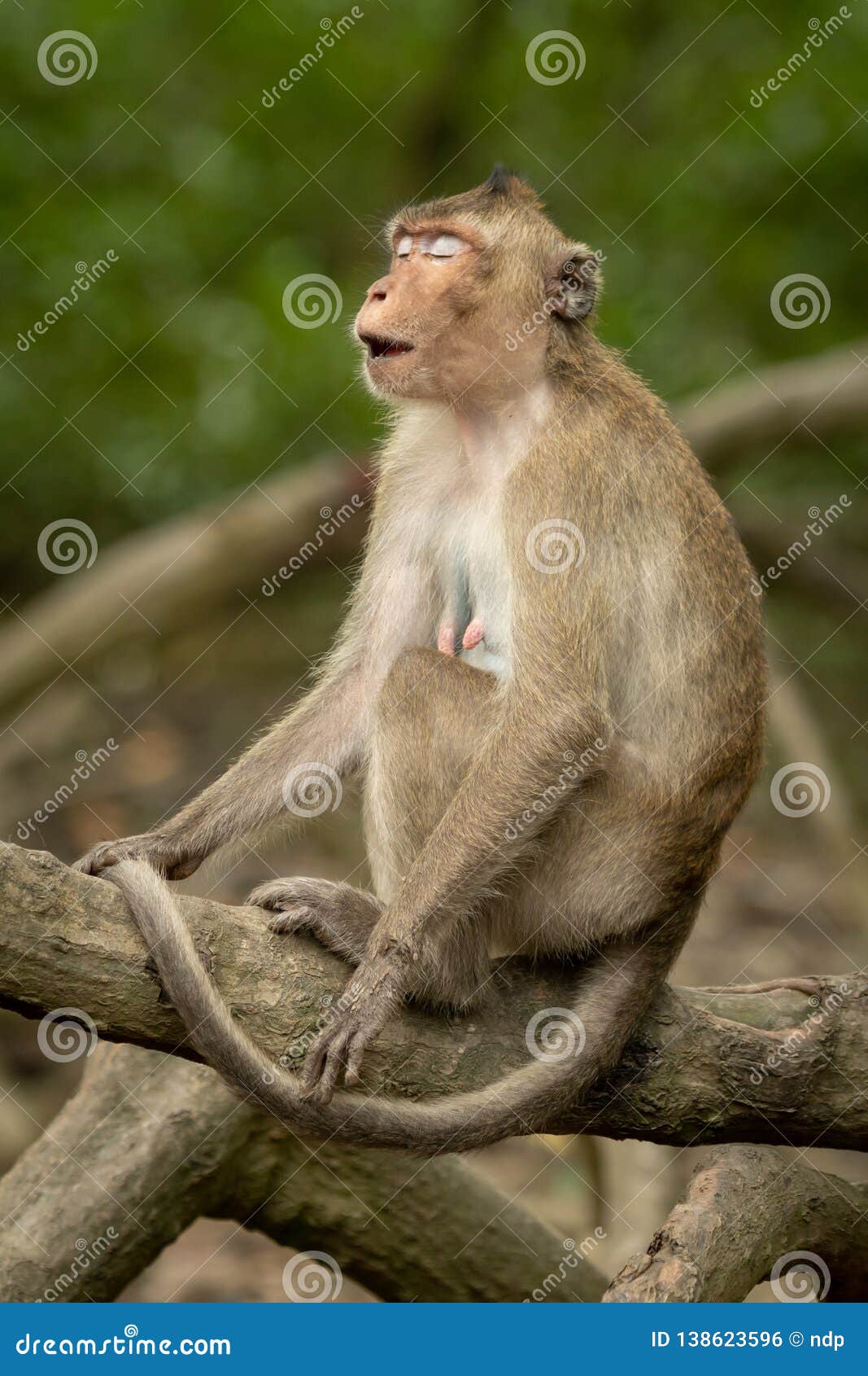Long-tailed Macaque on Root with Eyes Closed Stock Photo - Image of ...