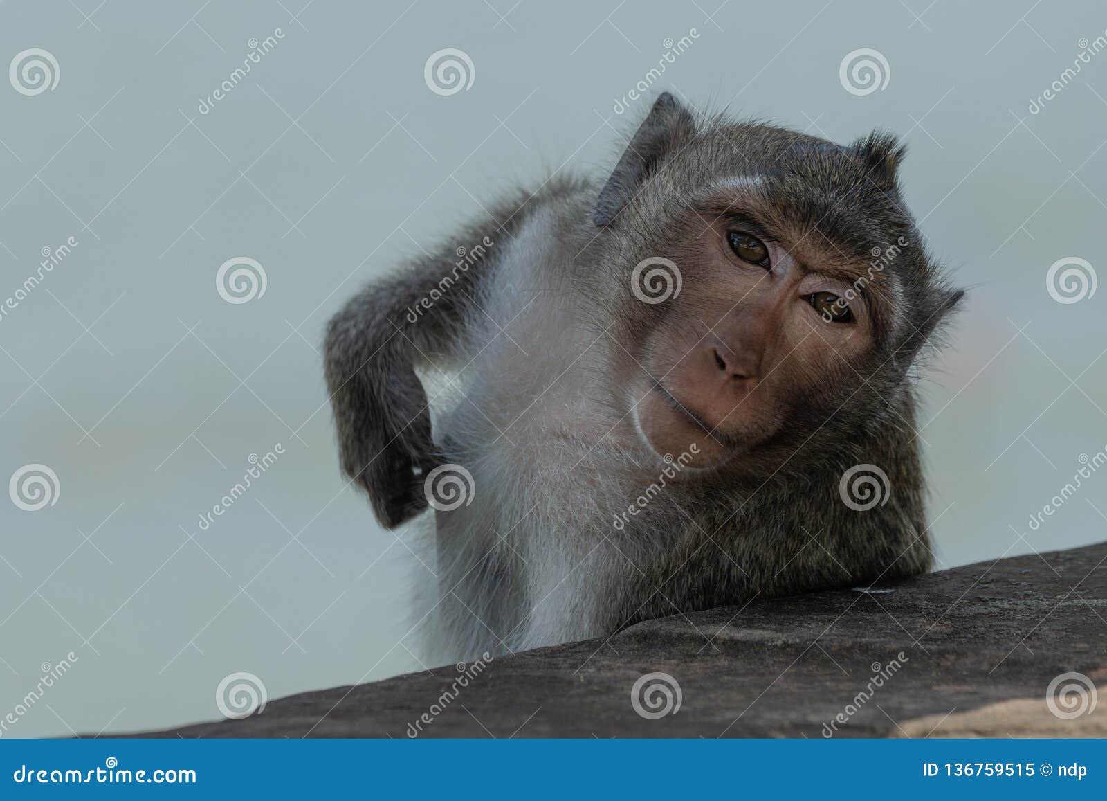 Long-tailed Macaque Scratching Itself Behind Stone Wall Stock Image ...