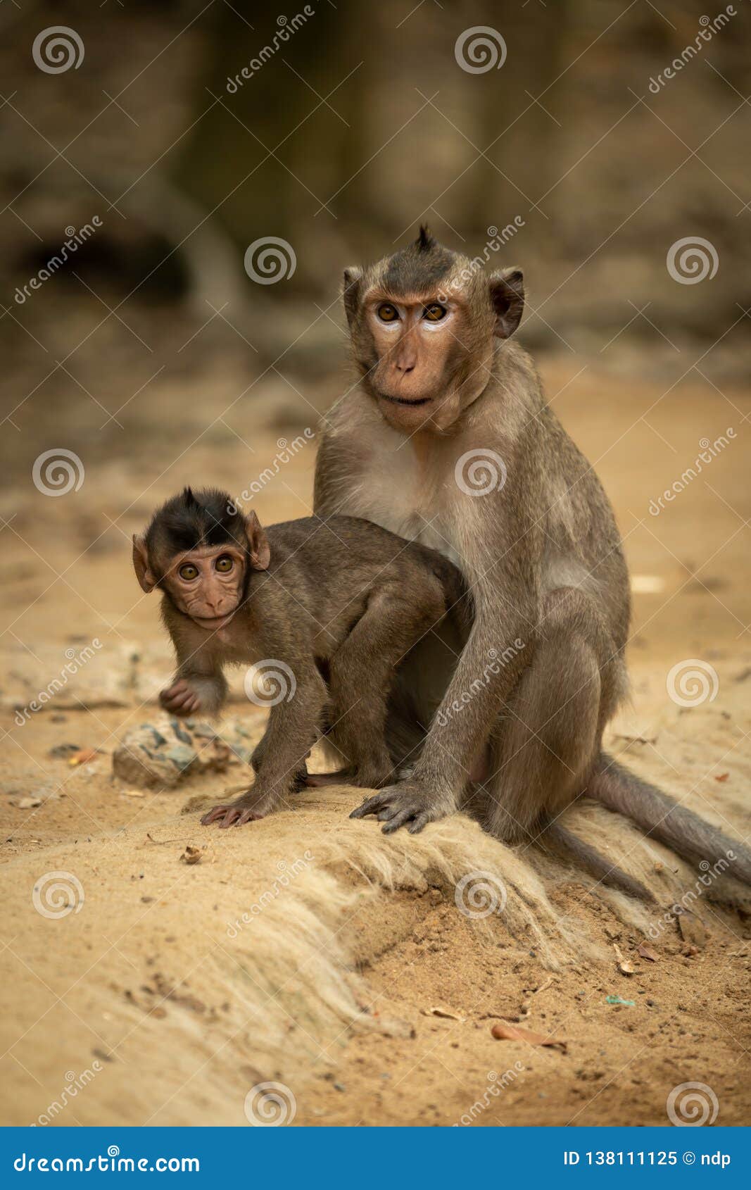 Long-tailed Macaque Sits with Baby on Ground Stock Image - Image of ...