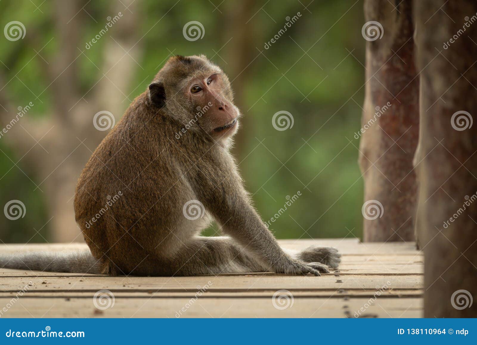 Long-tailed Macaque Sits Looking Back on Bridge Stock Photo - Image of ...