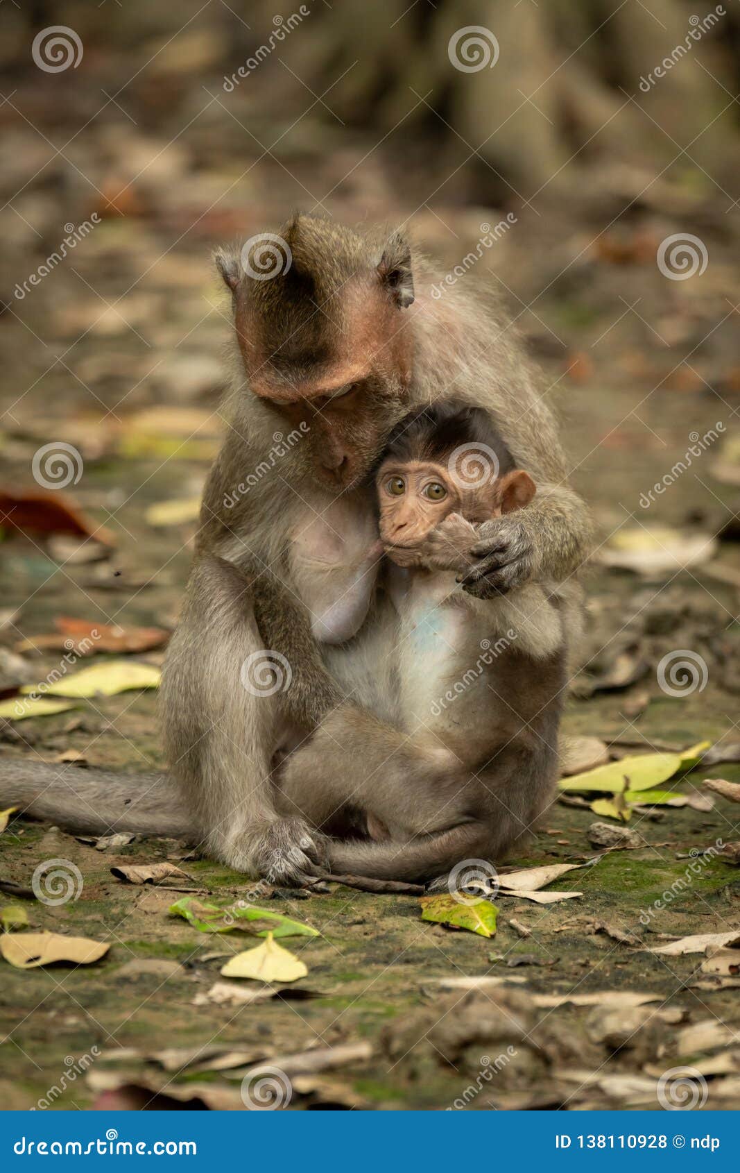 Long-tailed Macaque Sits Nursing Baby among Leaves Stock Photo - Image ...