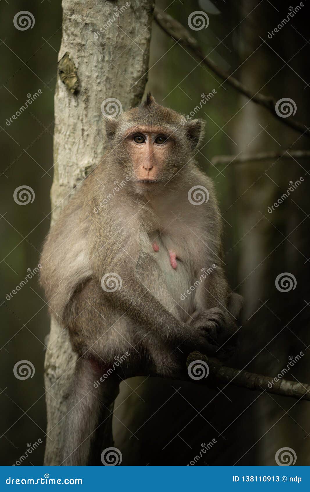 Long-tailed Macaque Sits in Tree Facing Camera Stock Image - Image of ...