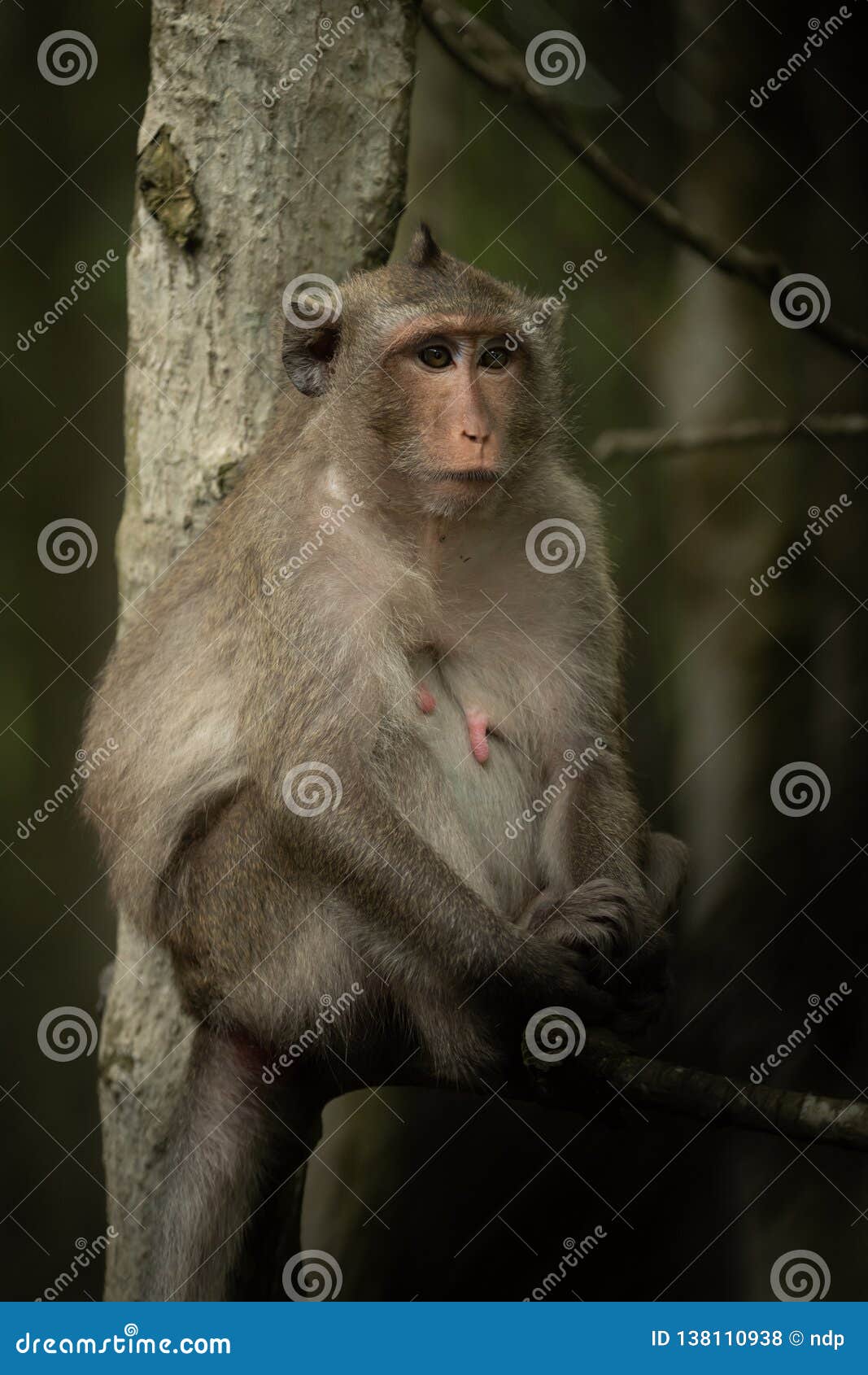 Long-tailed Macaque Sits in Tree Looking Right Stock Photo - Image of ...