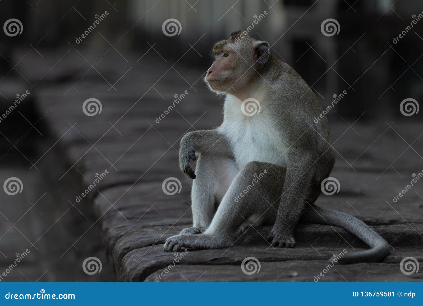 Long-tailed Macaque Sits on Wall Facing Left Stock Image - Image of ...