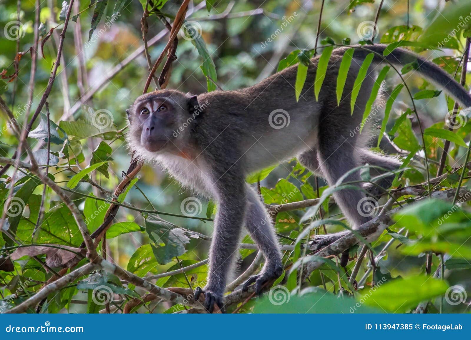 Long Tailed Macaque on Tree Branch Stock Image - Image of forest ...