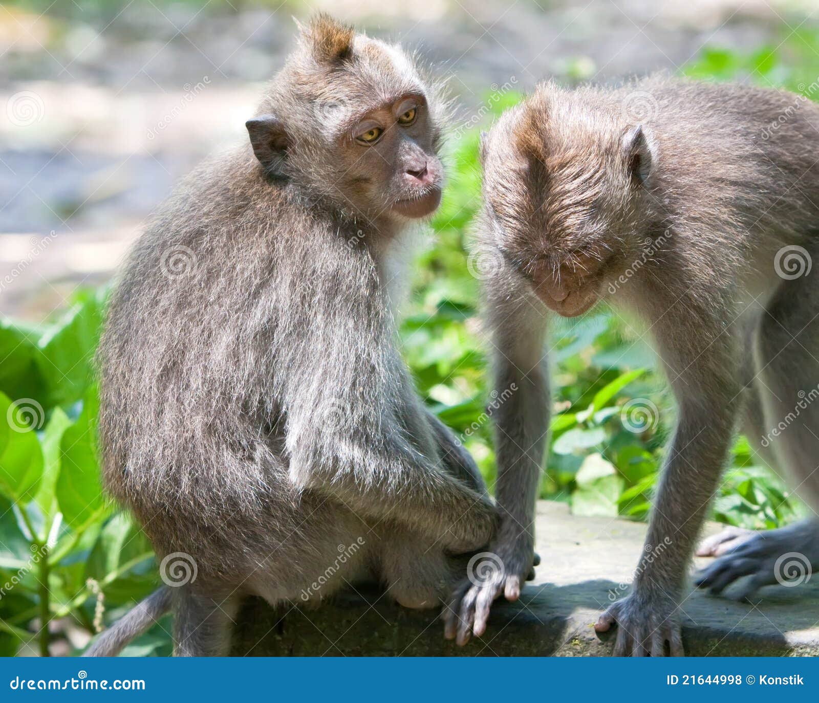 Long-tailed Macaques.Indonesia. Stock Photo - Image of national, green ...