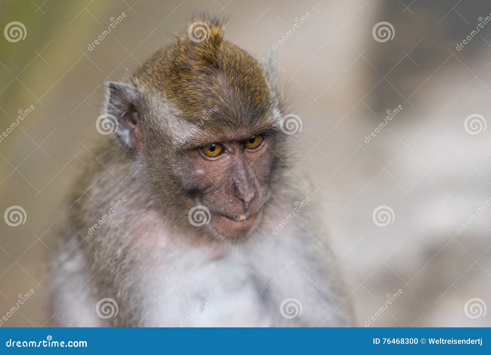 Long-tailed Macaques (Macaca Fascicularis) in Sacred Monkey Fore Stock ...