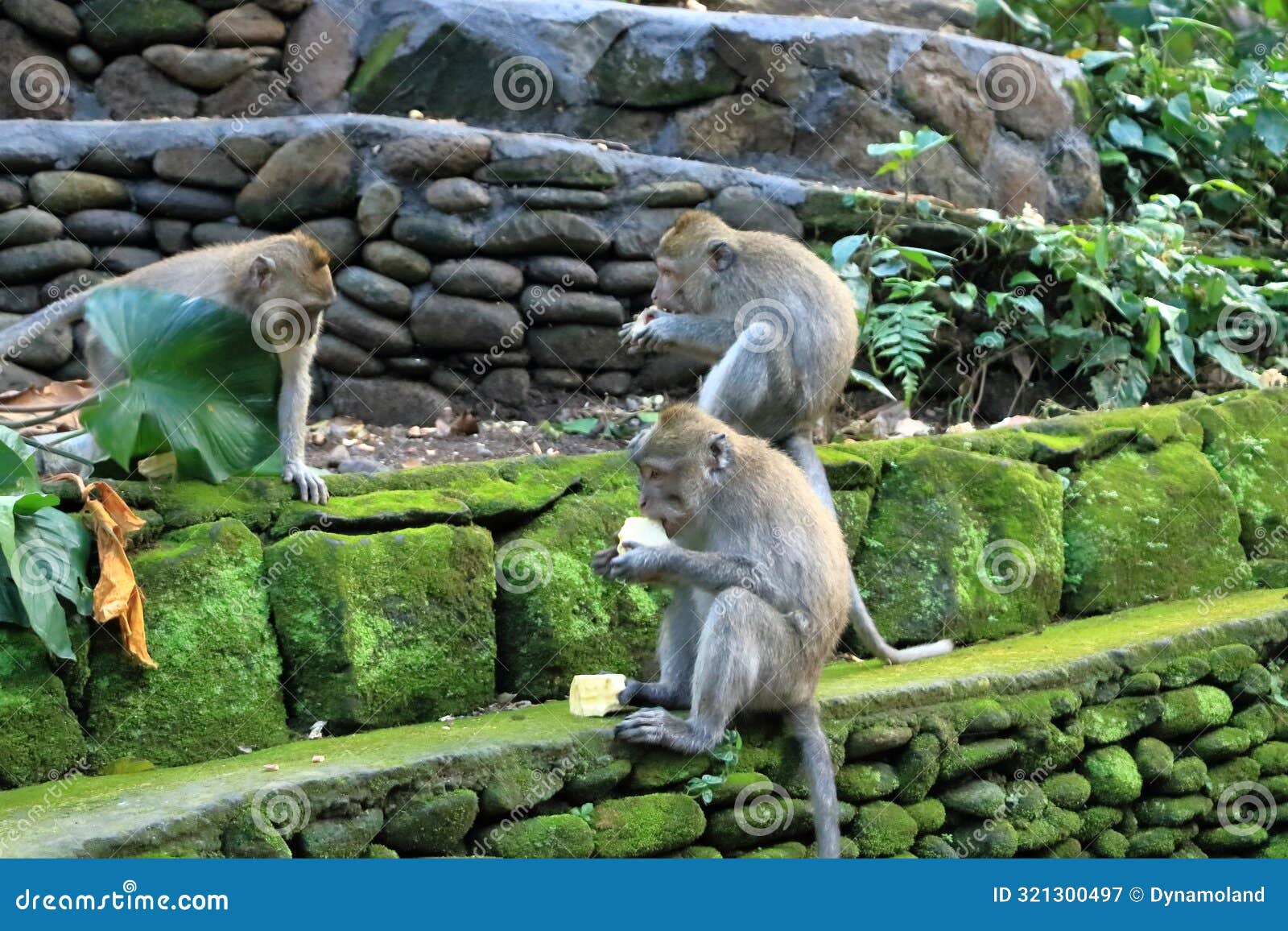 Long-tailed Macaques (Macaca Fascicularis) in Sacred Monkey Forest ...