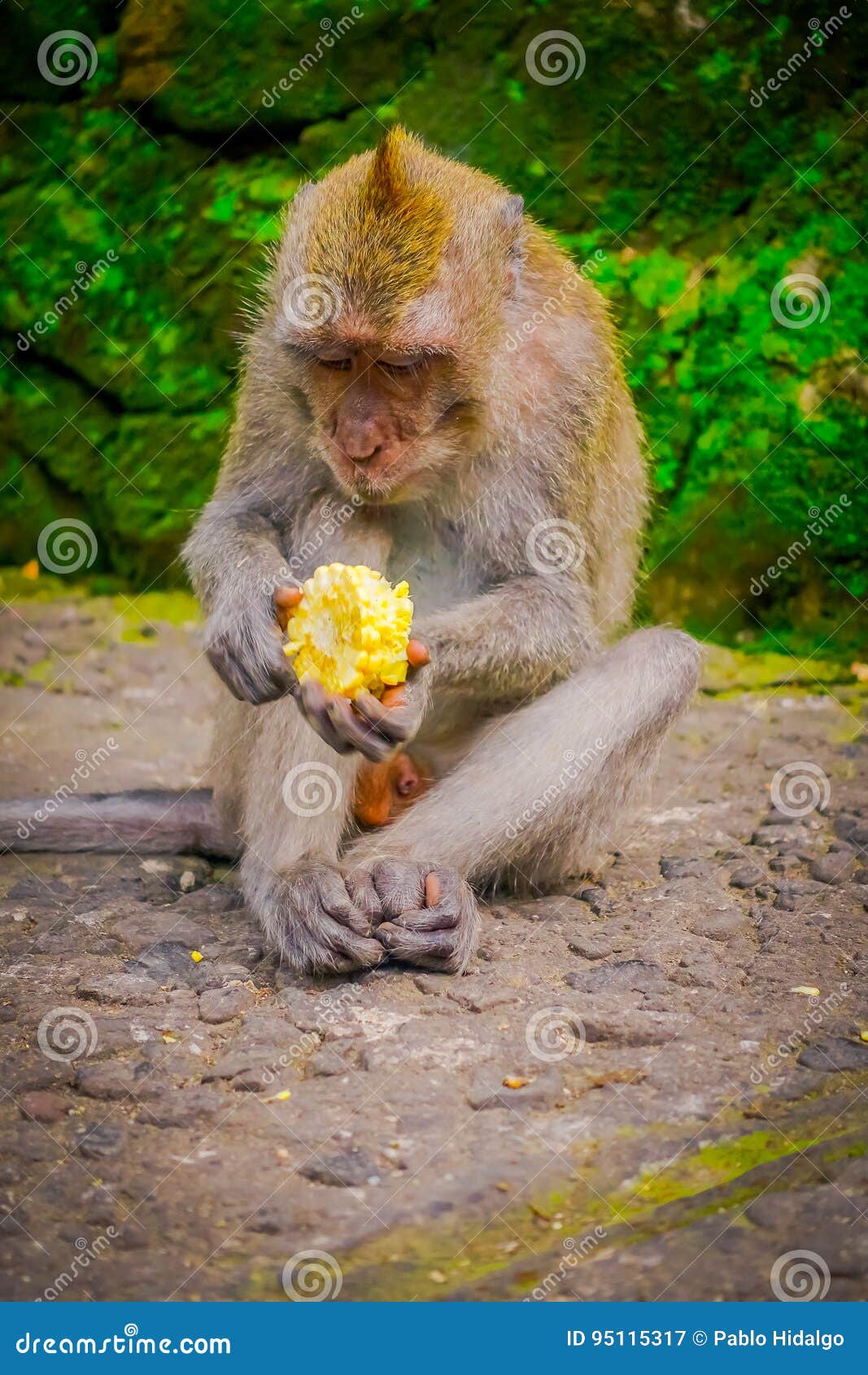 Long-tailed Macaques Macaca Fascicularis in the Ubud Monkey Forest ...