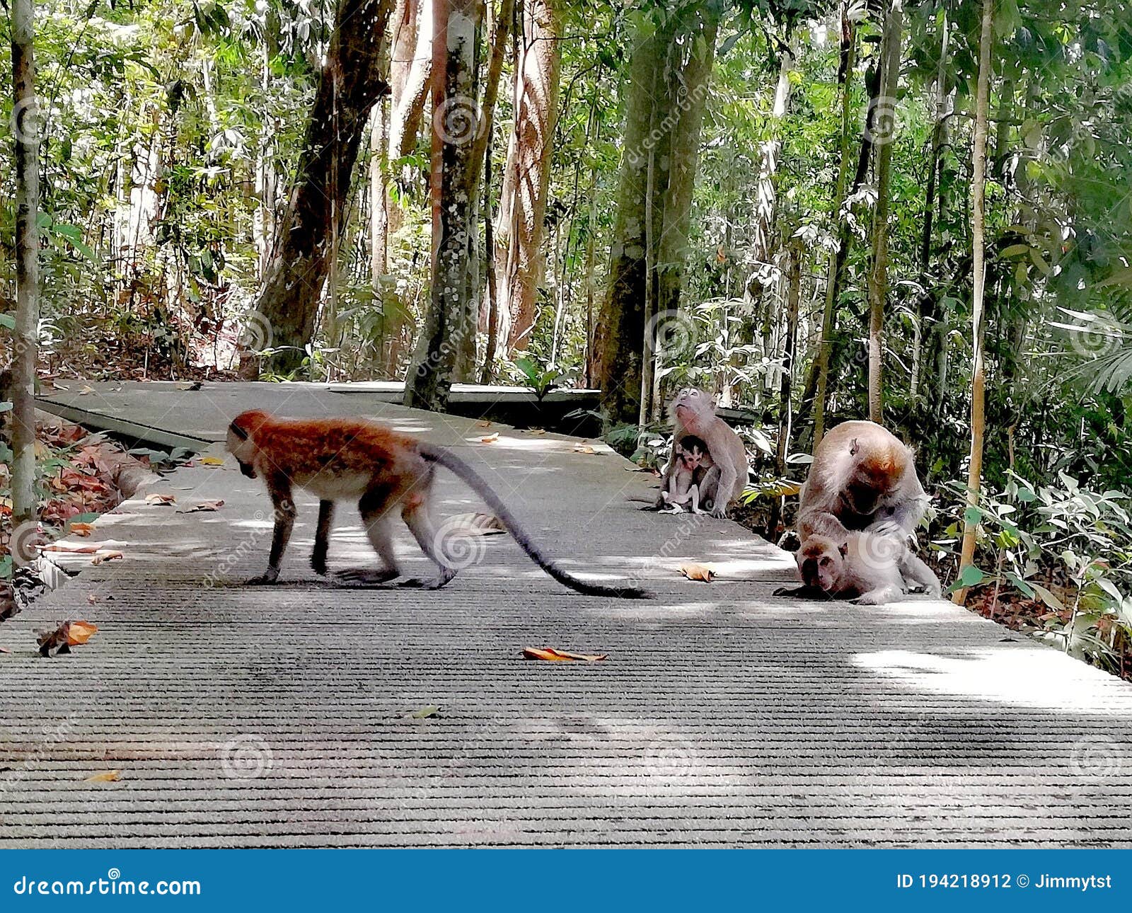 Long-tailed Macaques in Singapore Stock Photo - Image of natural ...