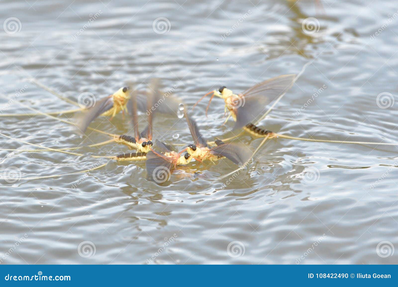 Long Tailed Mayfly on Water Surface Stock Photo - Image of longicauda ...