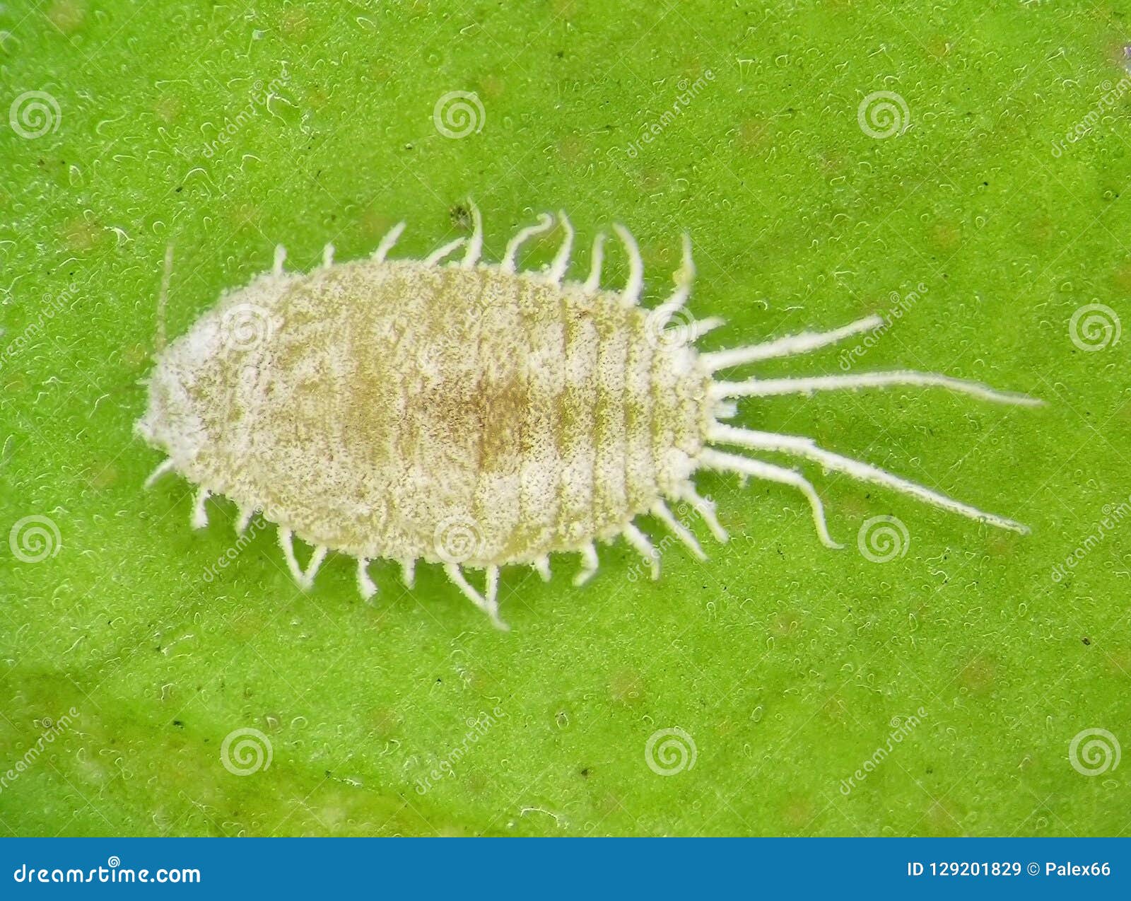 Long-tailed Mealybug, Pseudococcus Longispinus Stock Image - Image of ornamental, agriculture ...