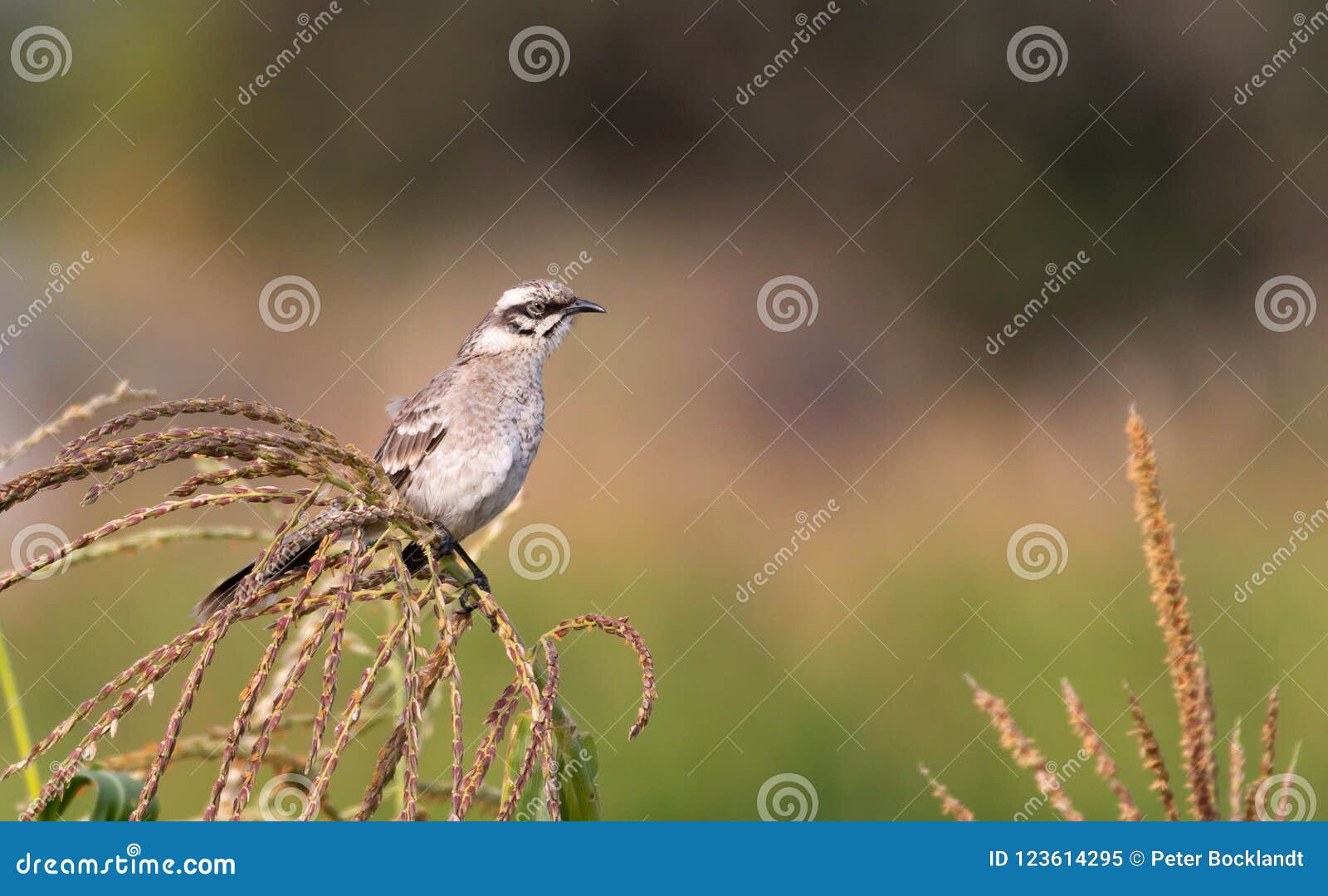 Long tailed mockingbird stock image. Image of gray, omnivore - 123614295