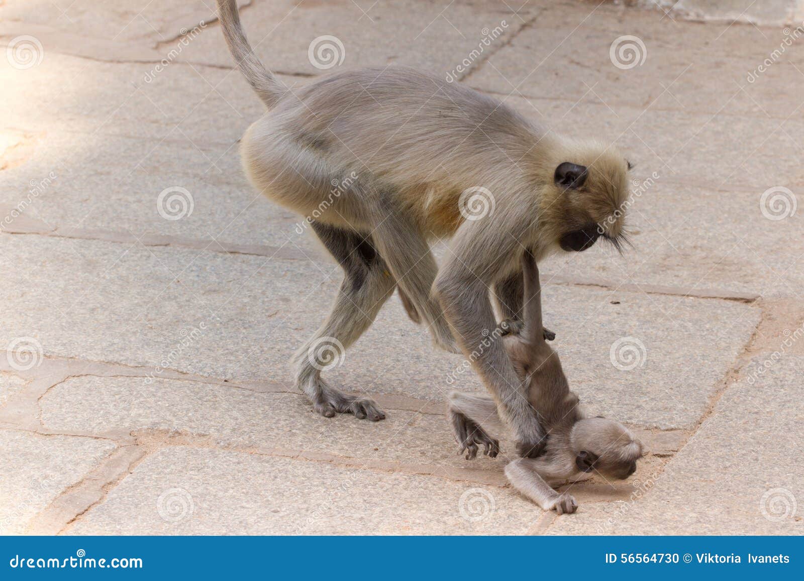 Long-tailed Monkey Beating Its Children Stock Photo - Image of eyes ...