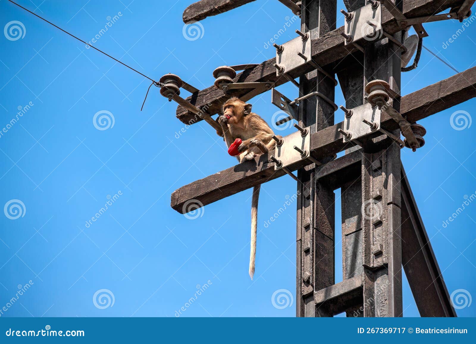 A Long-tailed Monkey Sits on an Abandoned Electrical Pole. Stock Image ...