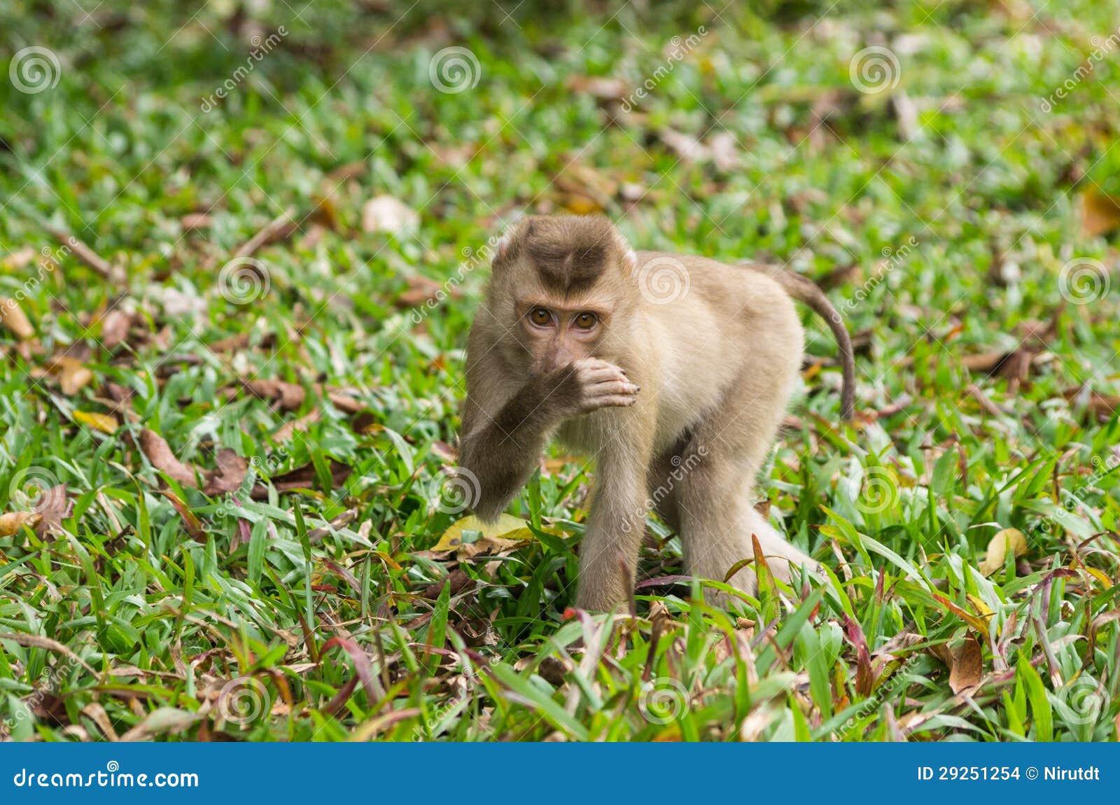 Long-tailed monkeys stock photo. Image of wild, funny - 29251254