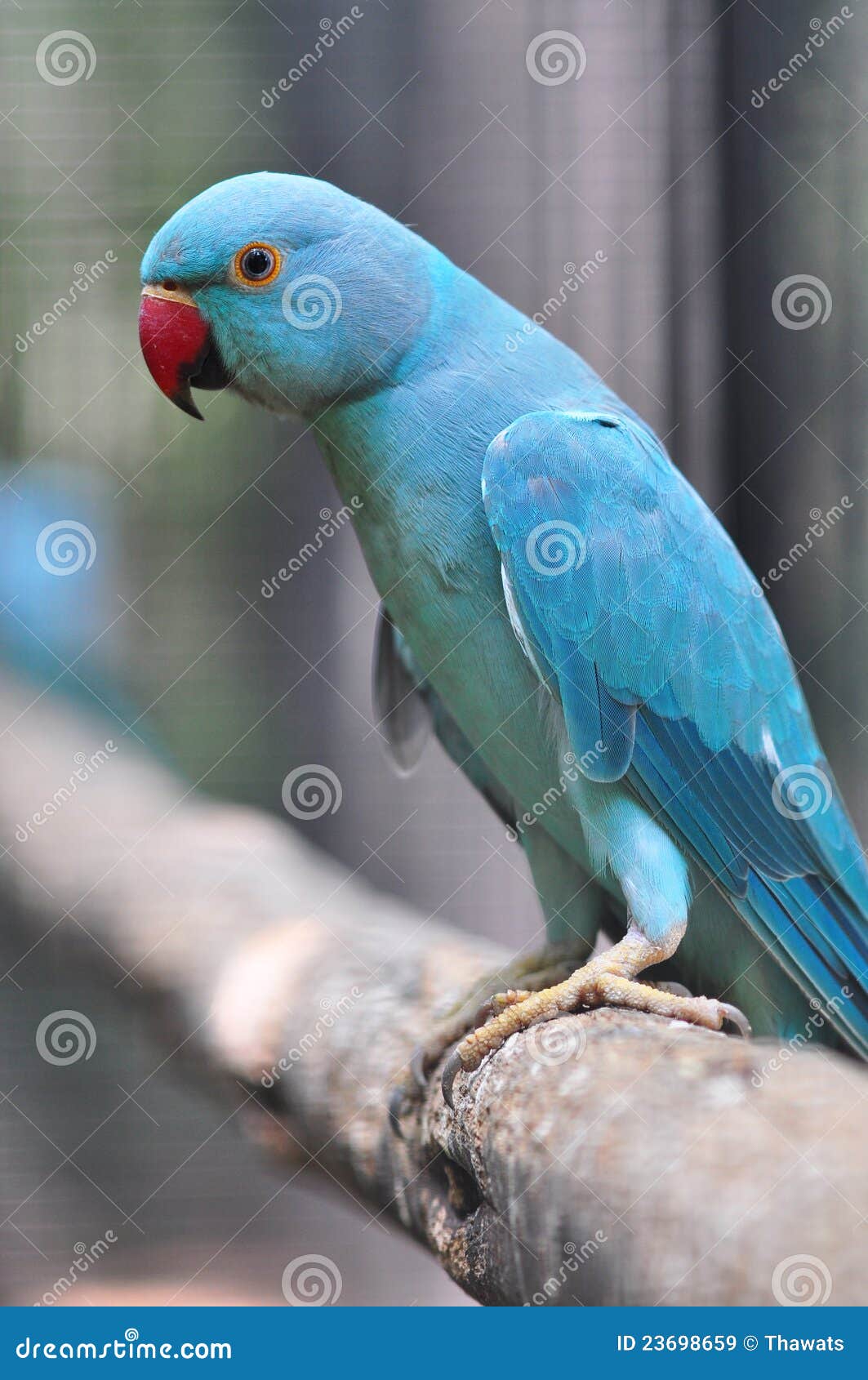 Long-tailed parakeet bird stock image. Image of wildlife - 23698659